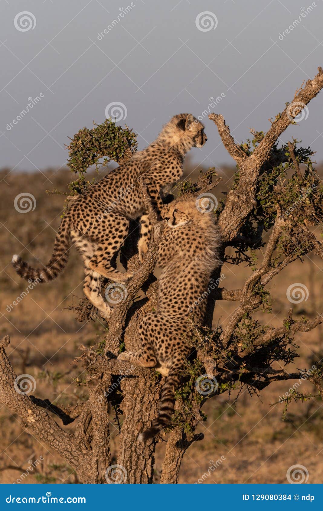 Cheetah Cubs Climbing Dead Tree on Savannah Stock Photo - Image of ...