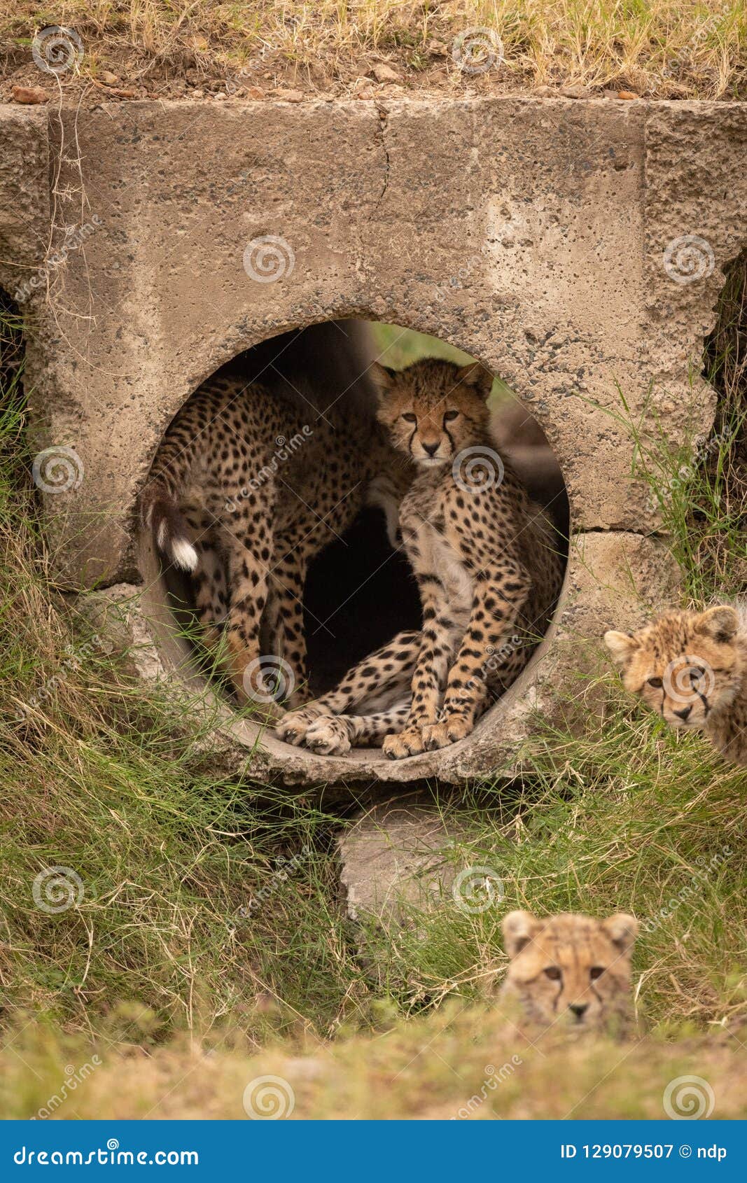 Cheetah Cubs in Pipe and Two Outside Stock Image - Image of animal ...
