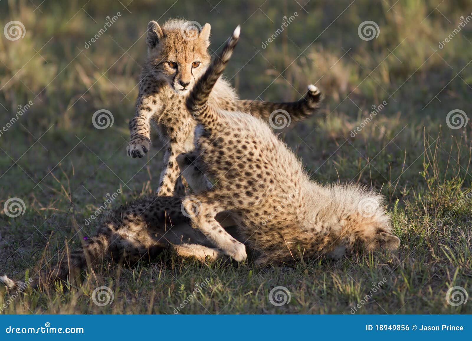 Cheetah cubs playing stock photo. Image of feeding, cheetah - 18949856