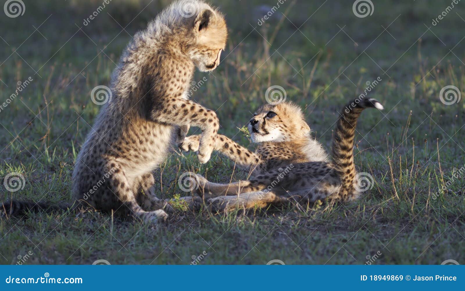 Cheetah cubs playing stock image. Image of felidae, bush - 18949869