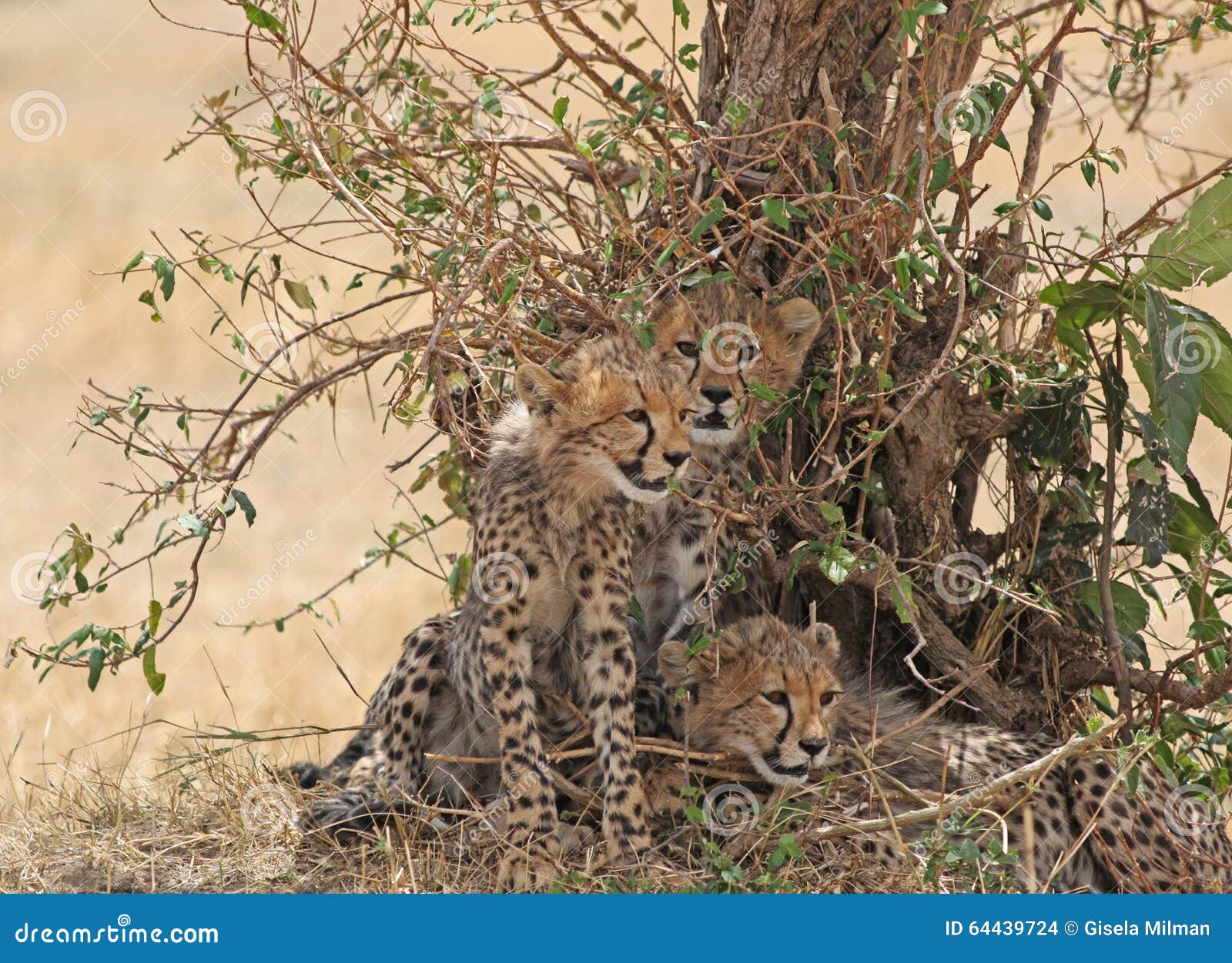 African Cheetah Cubs