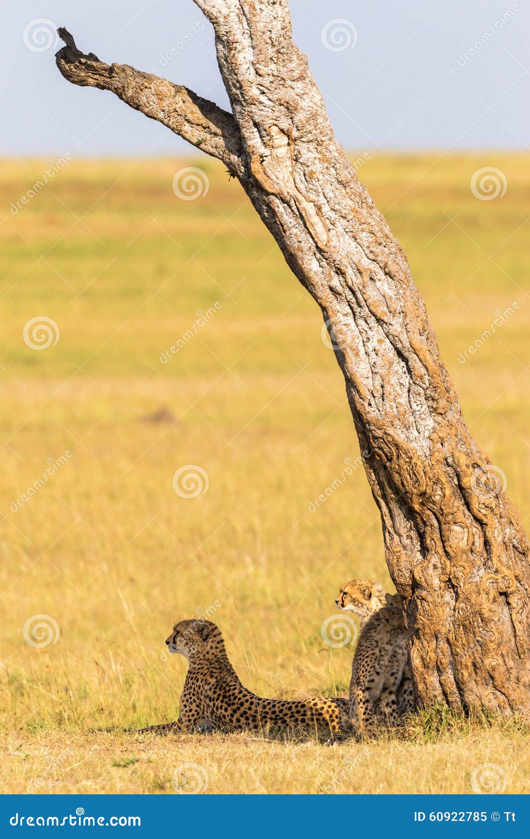 Cheetah with Cubs in the Shade Under a Tree Stock Image - Image of ...