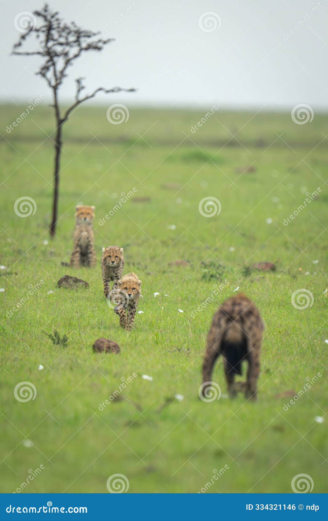 Cheetah Cub Laughing In Africa Royalty-Free Stock Photography ...
