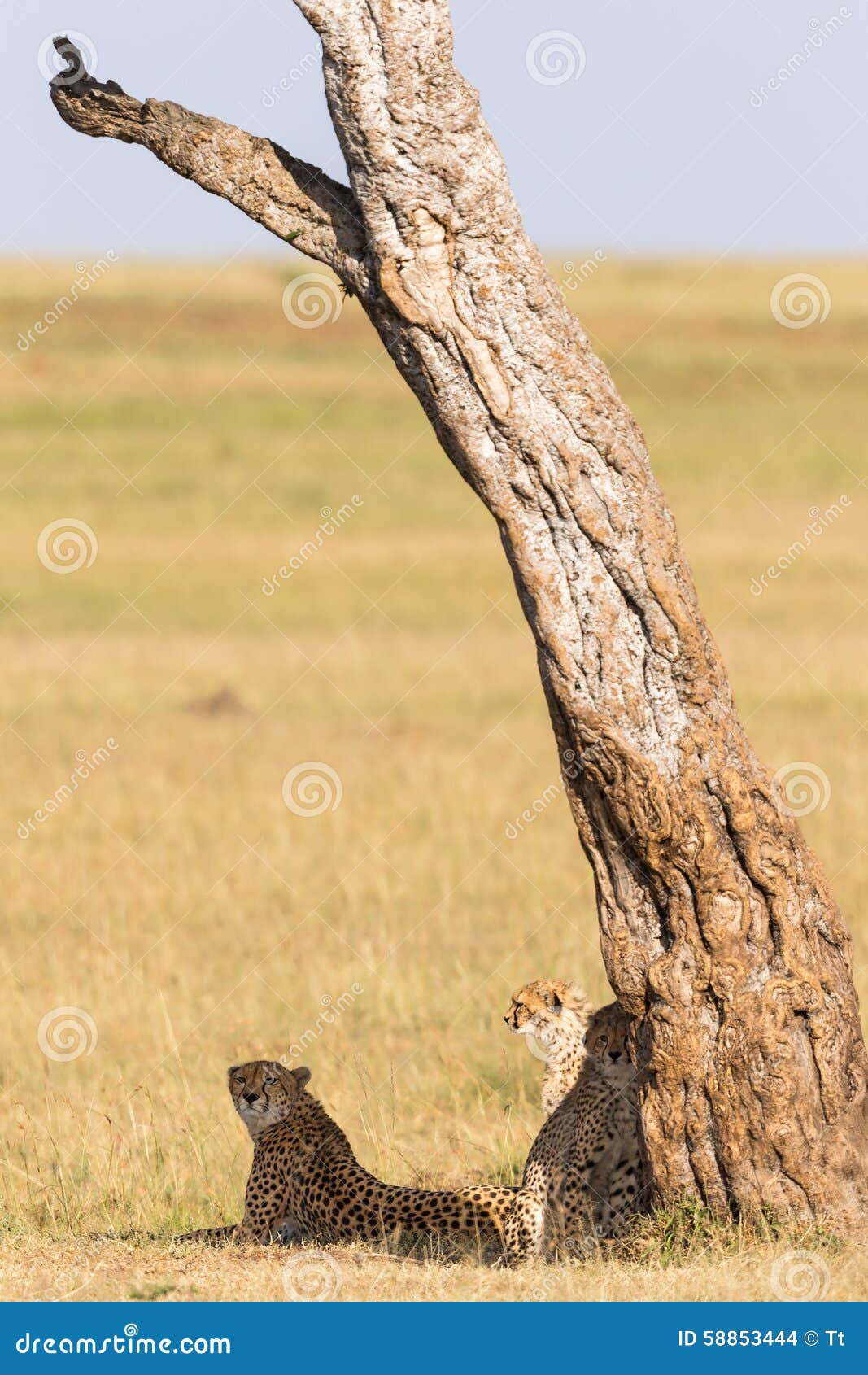 Cheetah with Cubs Under a Tree Stock Photo - Image of playful, cheetah ...