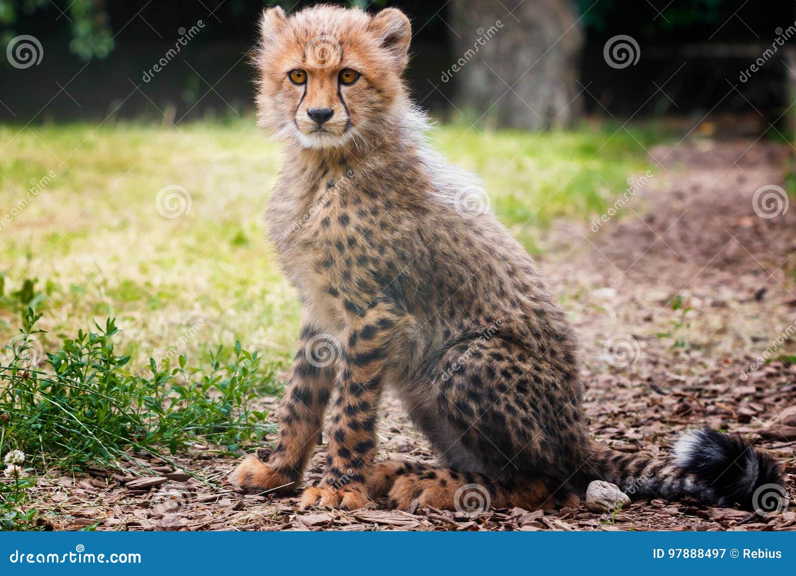 Cheetah stock image. Image of cute, family, africa, child - 97888497