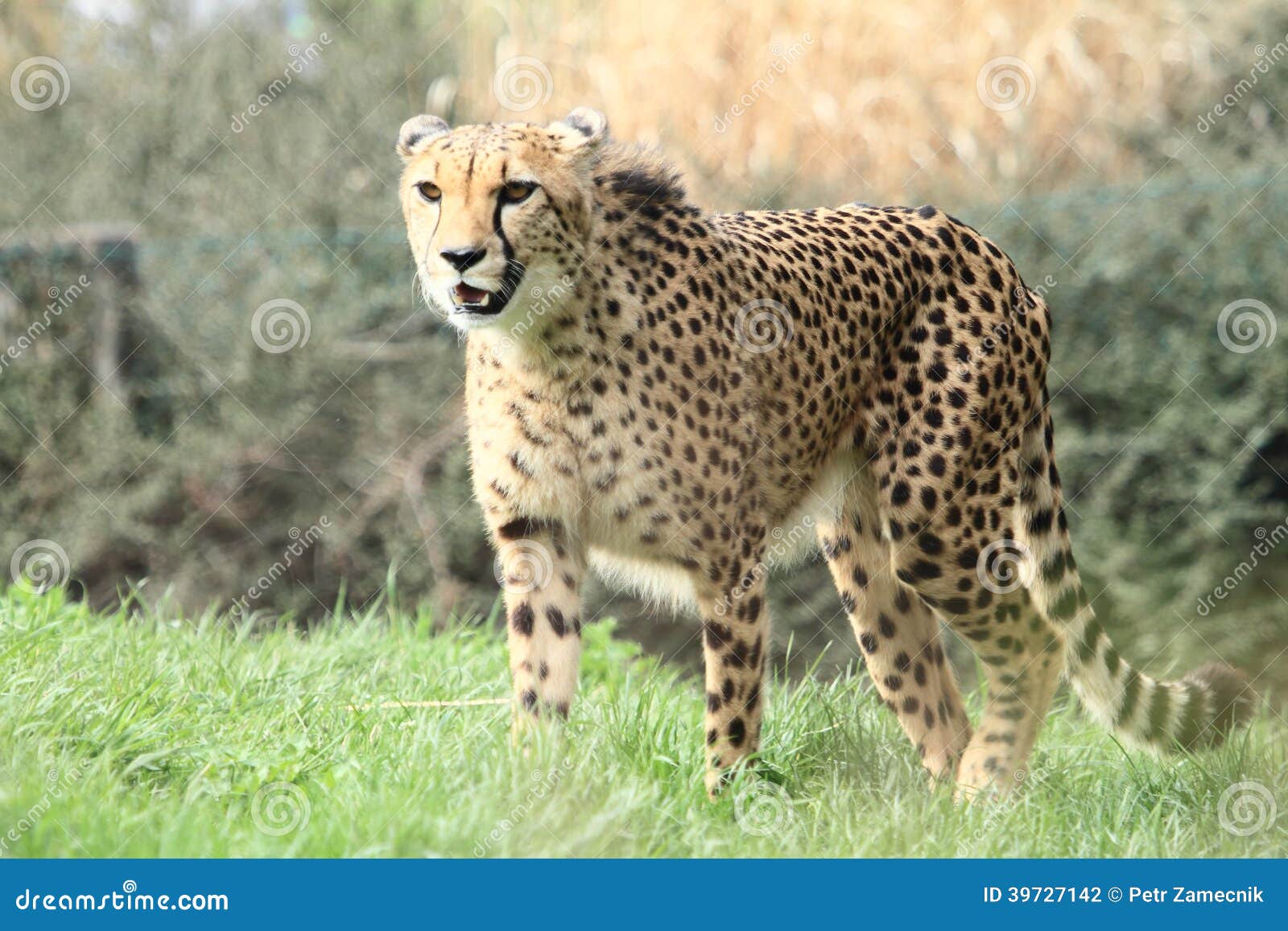 Cheetah stock photo. Image of mottled, splotchy, dangerous - 39727142