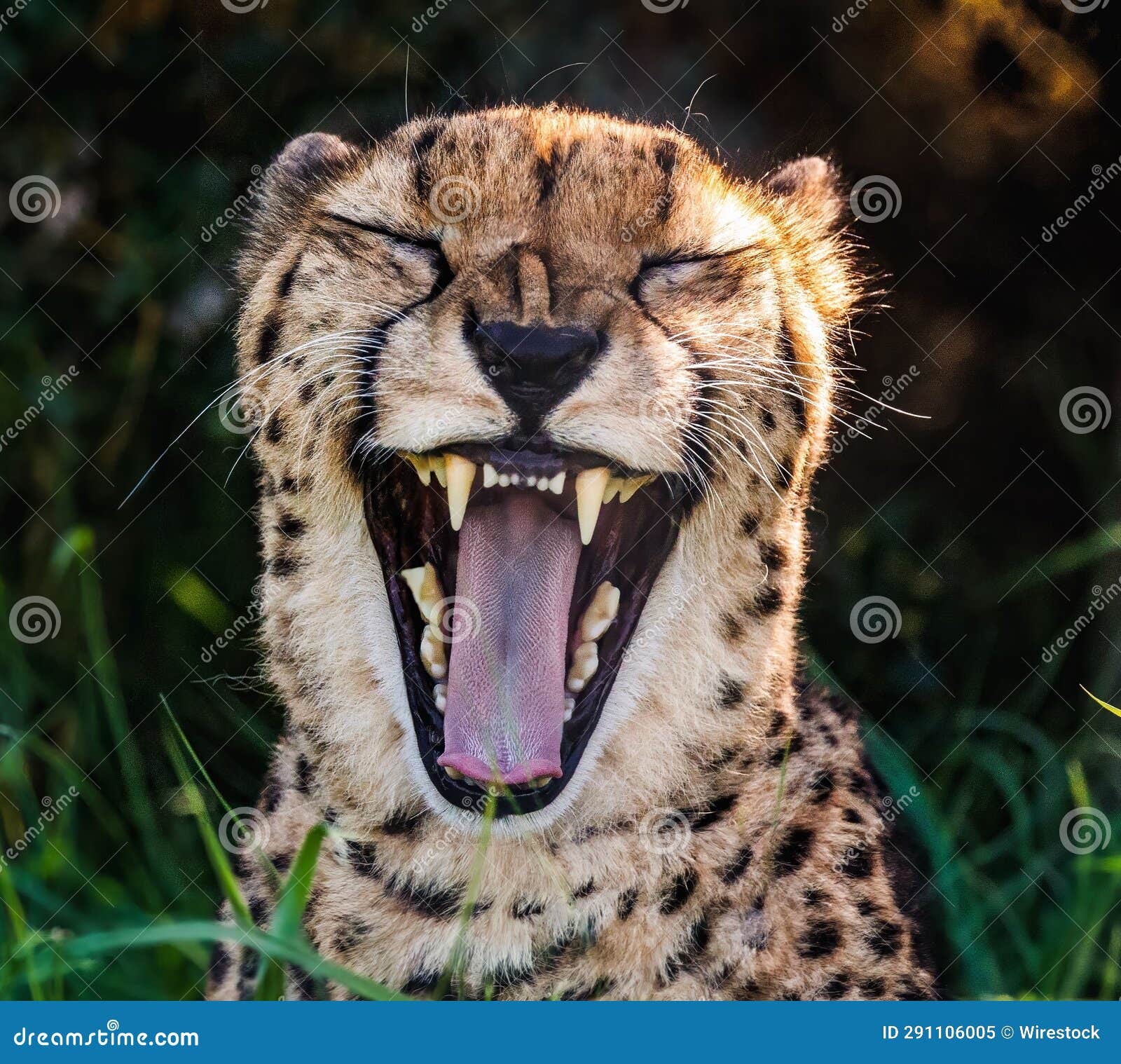 Cheetah Displaying a Relaxed and Content Expression. Stock Image ...
