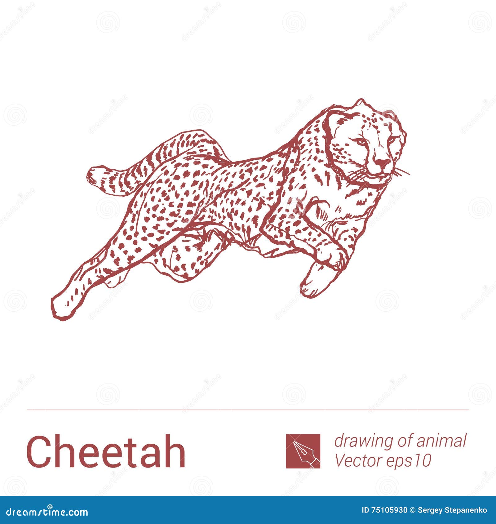 Cheetah, Drawing of Animals, Vectore Stock Vector - Illustration of ...