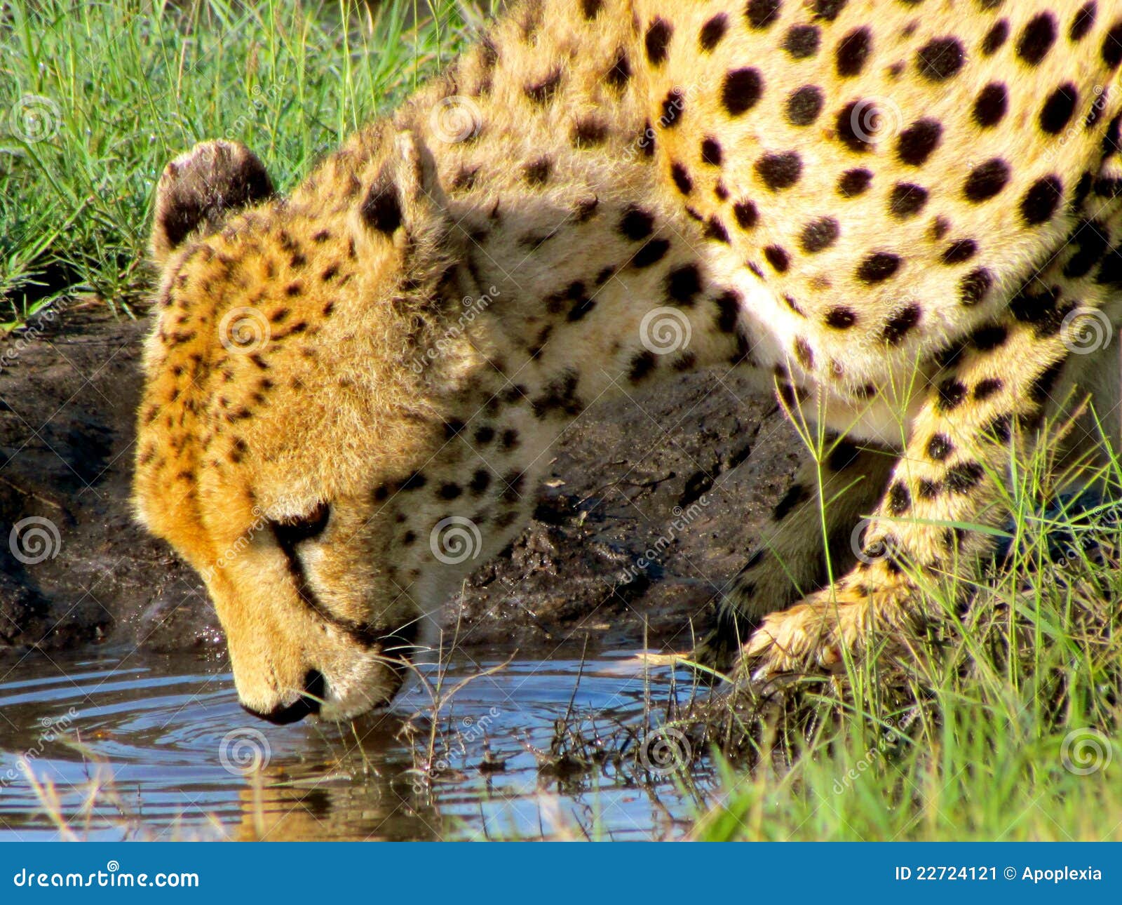 Cheetah Drinking stock image. Image of animal, wildlife - 22724121