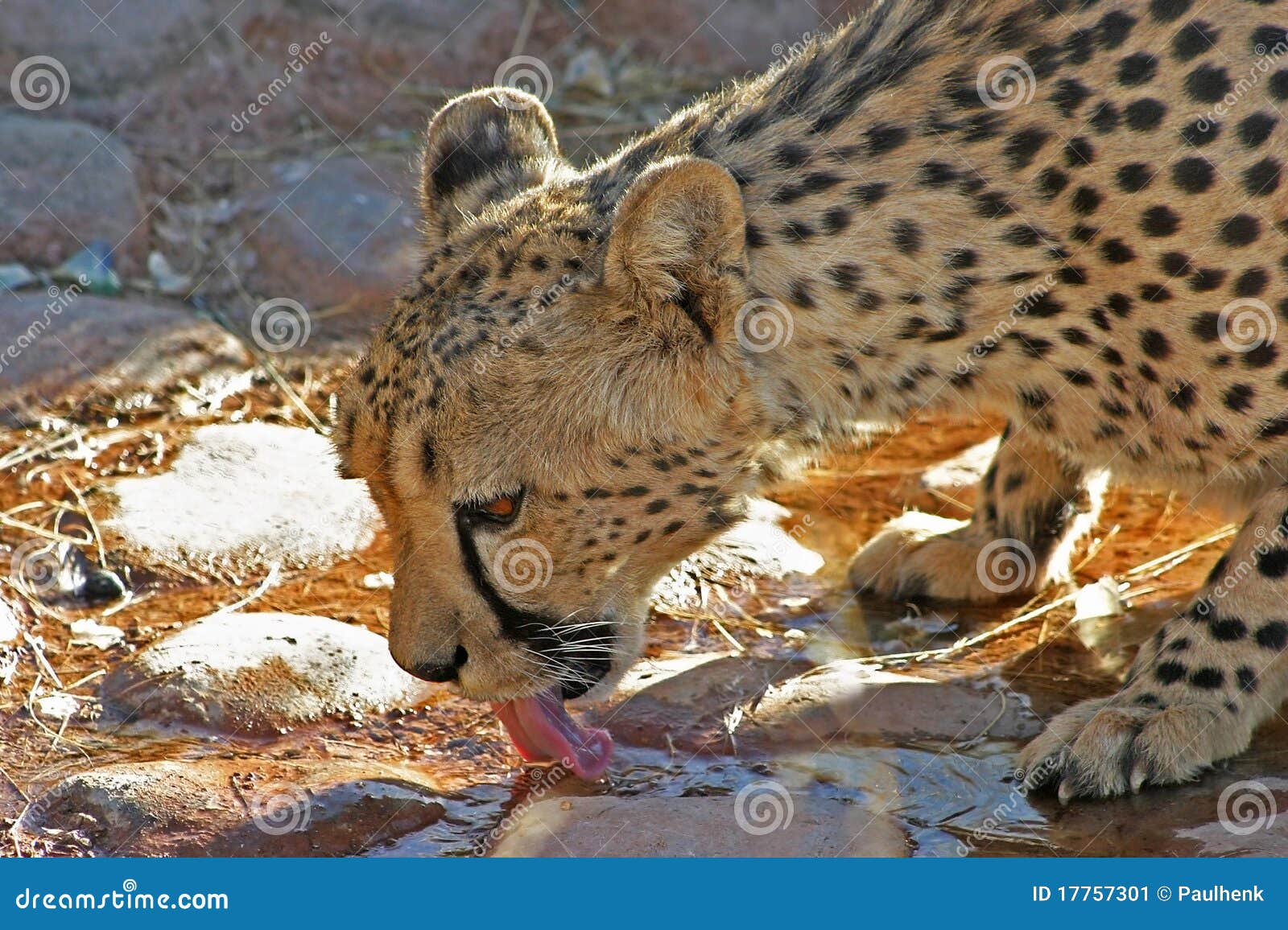 Cheetah drinking water stock image. Image of drink, tongue - 17757301
