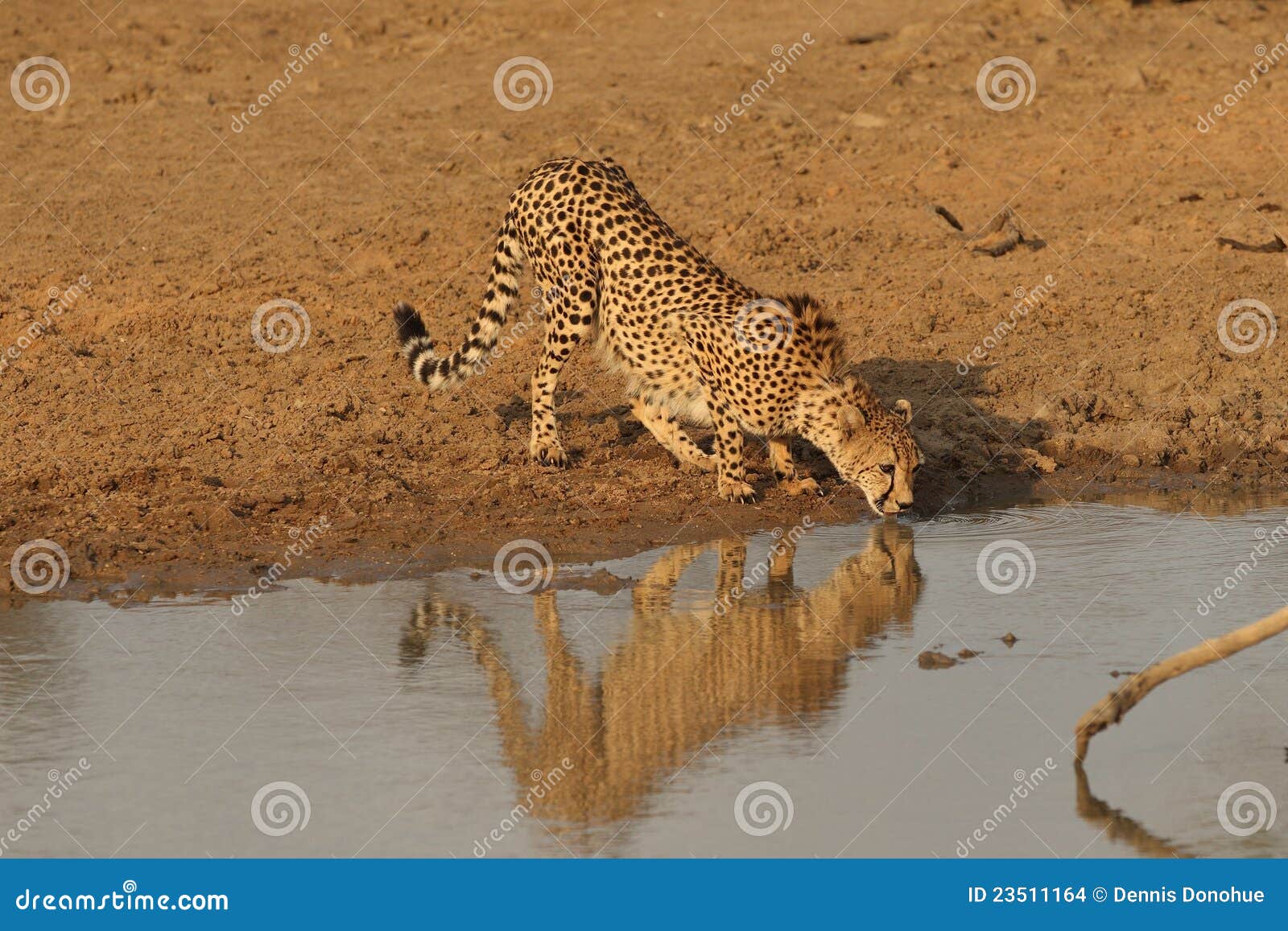 Cheetah drinking water stock photo. Image of predator - 23511164