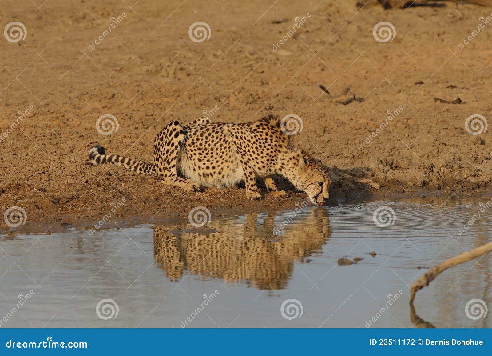 Cheetah drinking water stock photo. Image of ecosystem - 23511172