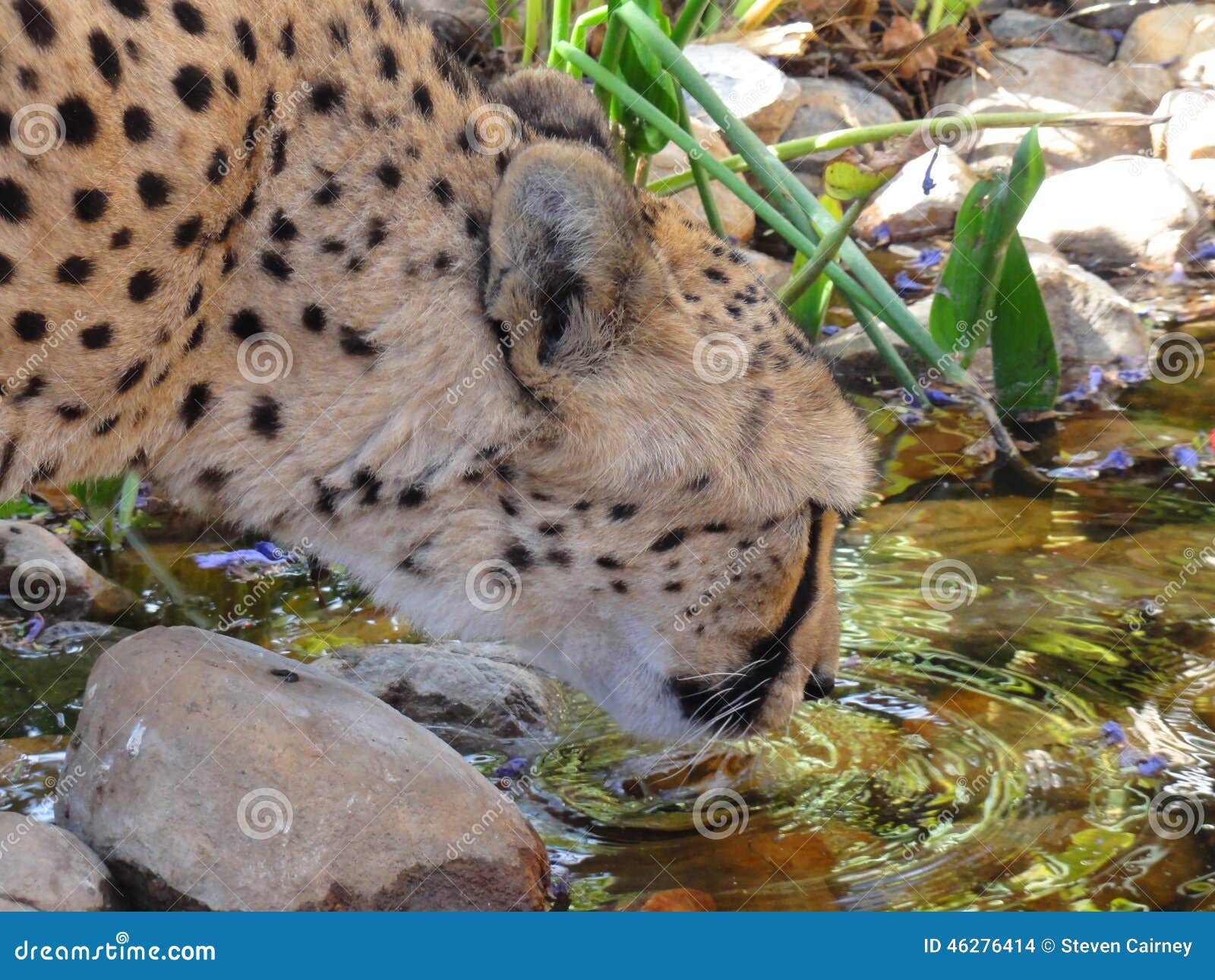 Cheetah drinking stock photo. Image of masai, namibia - 46276414
