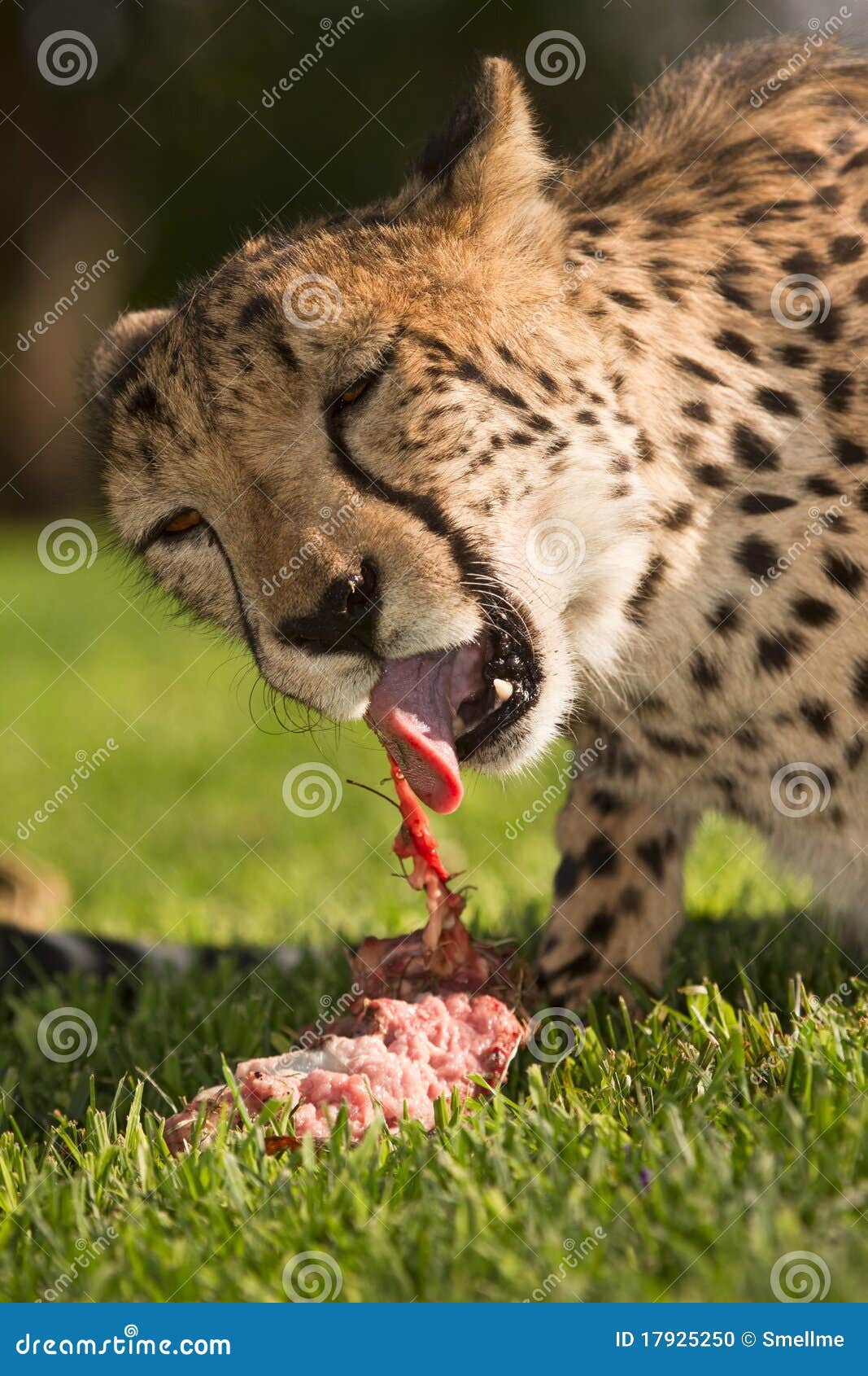 Cheetah eating stock photo. Image of carnivore, head - 17925250
