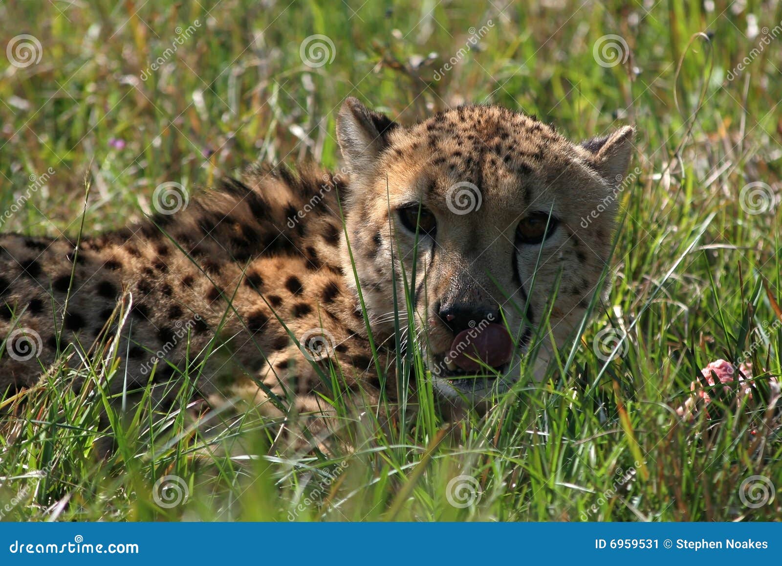 Cheetah eating stock image. Image of feed, carnivore, blood - 6959531