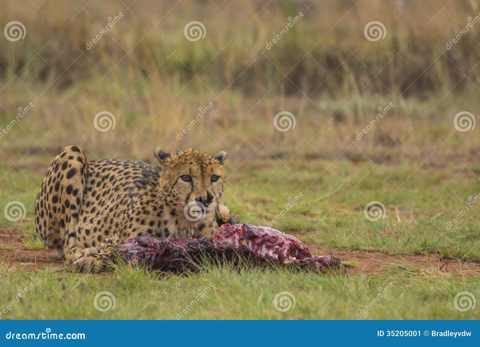 Cheetah Eating a Carcass stock image. Image of hunt, beautiful - 35205001