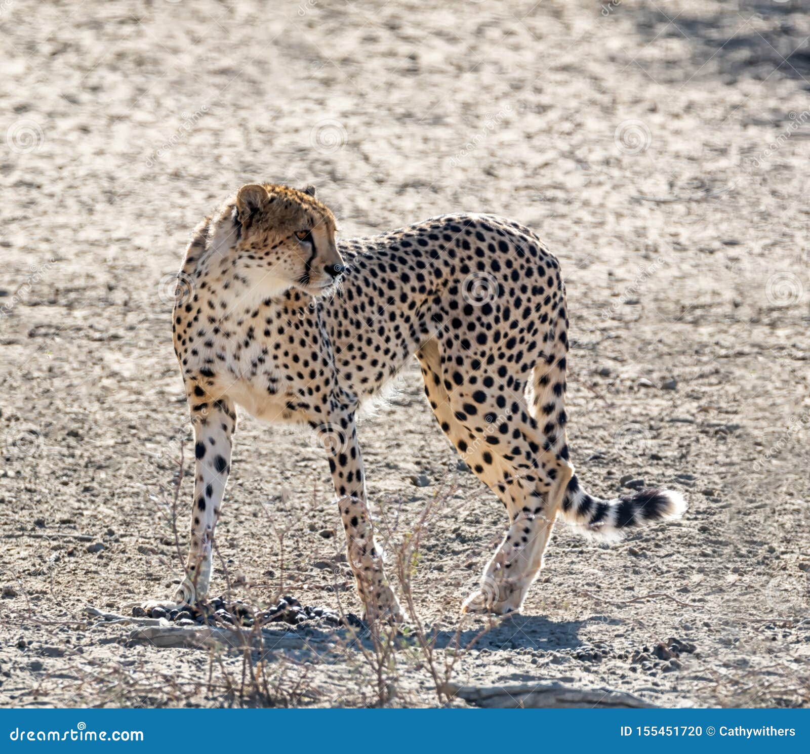 Cheetah stockfoto. Bild von tier, punkt, wild, wiesen - 155451720
