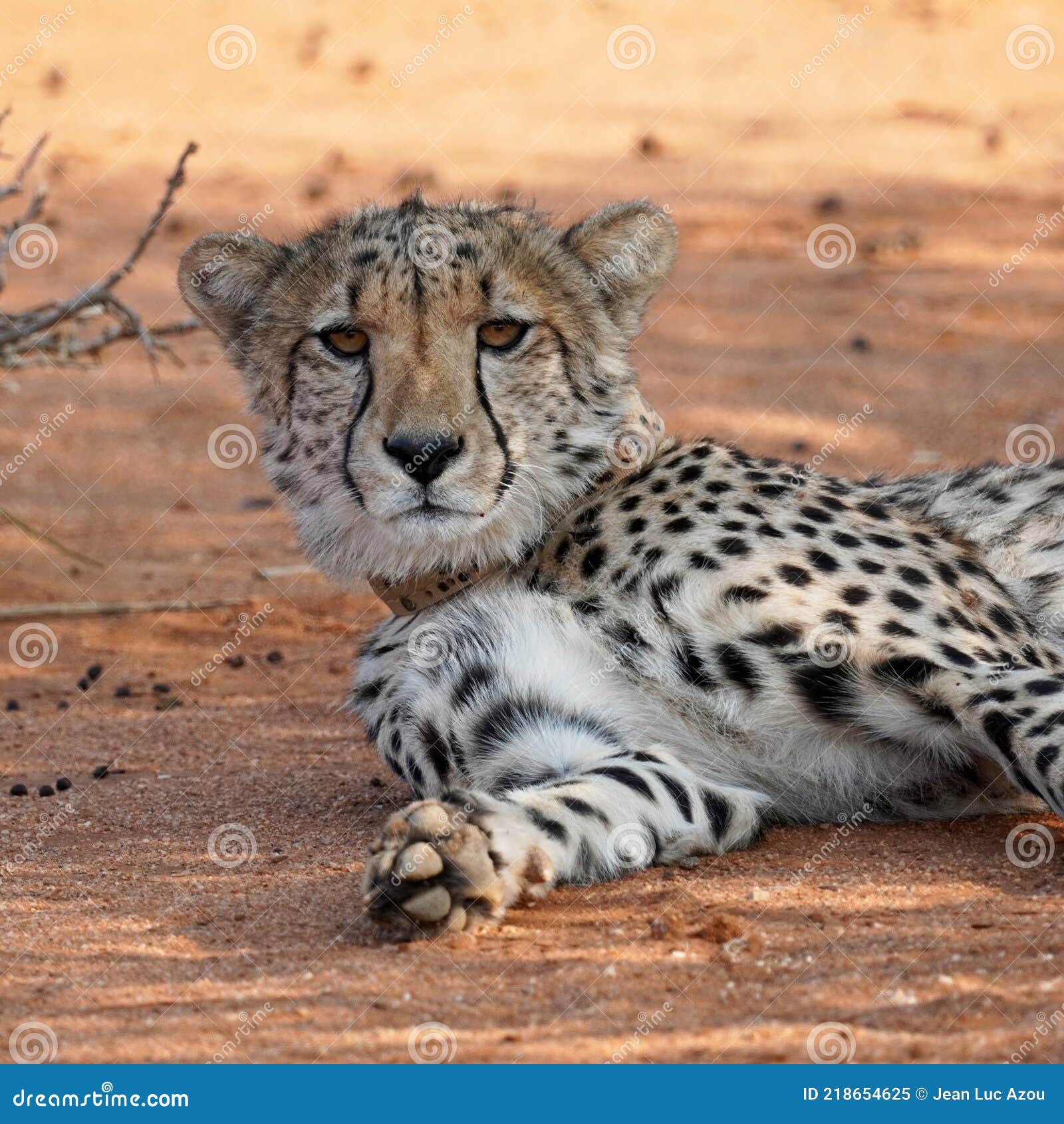 Cheetah Game Drive Stock Photo | CartoonDealer.com #129999798