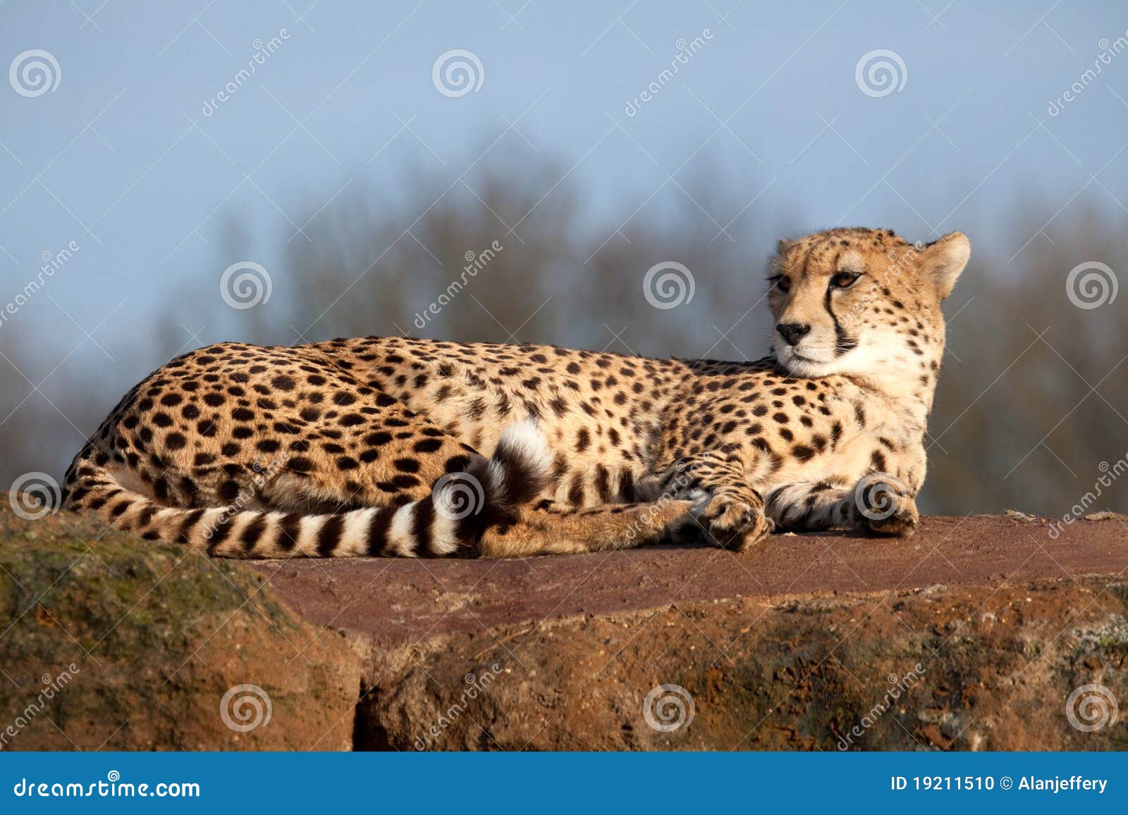 Cheetah in the evening sun stock photo. Image of hunter - 19211510