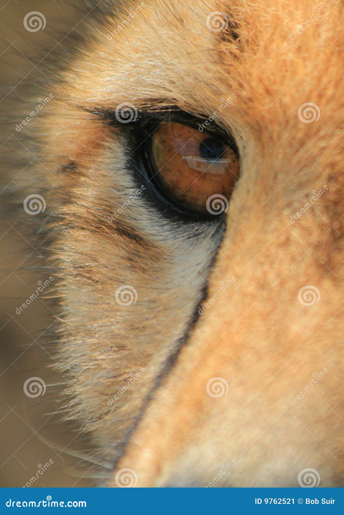 Cheetah Eye Close Up