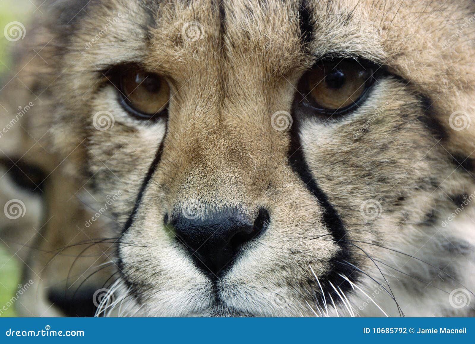 Cheetah Face stock photo. Image of portrait, spots, animal - 10685792