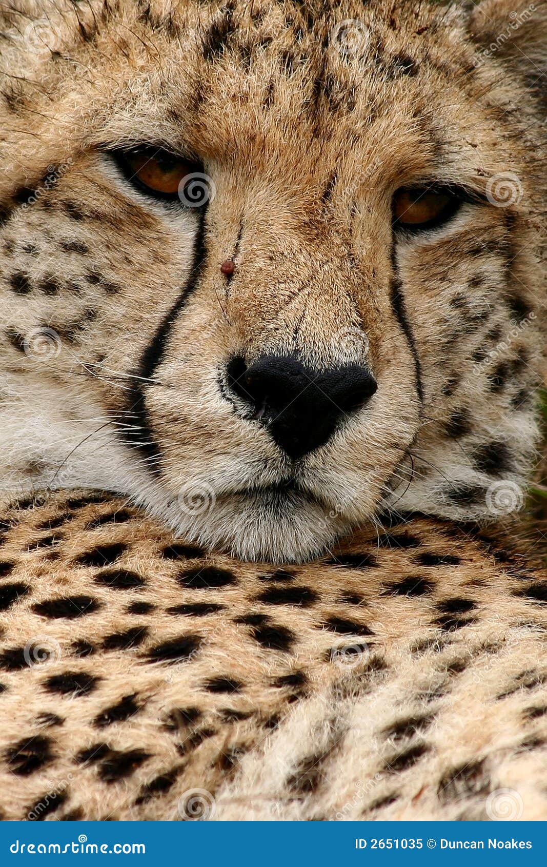 Cheetah Face stock image. Image of wild, park, nose, staring - 2651035