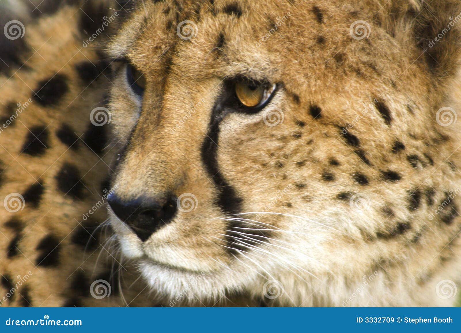 Cheetah Face stock image. Image of fierce, hunter, face - 3332709