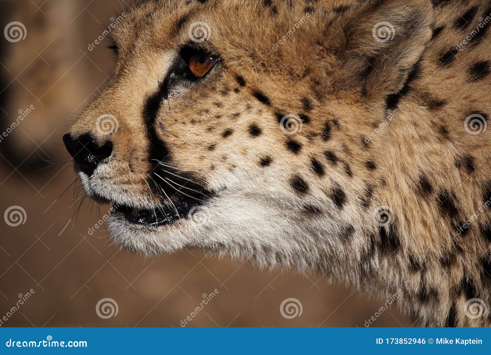Cheetah face closeup stock photo. Image of namibia, hunter - 173852946