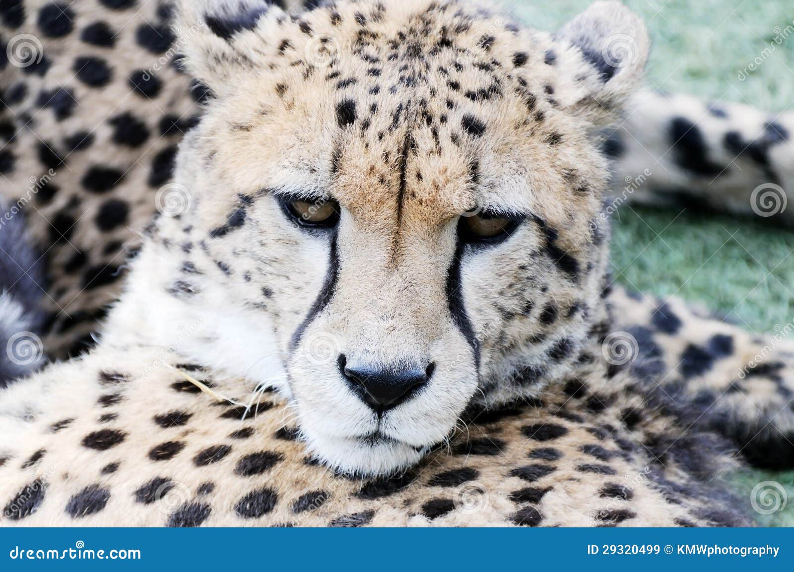 Cheetah face closeup stock image. Image of species, carnivore - 29320499