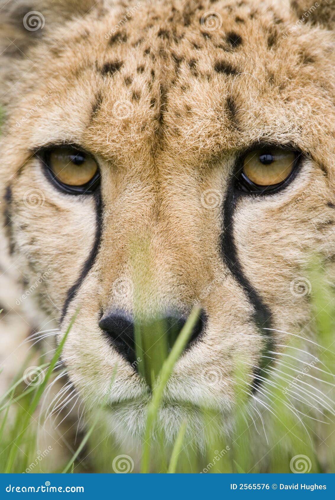 Cheetah Face Close Up 7,500+ Cheetah Close Up Stock Photos, Pictures