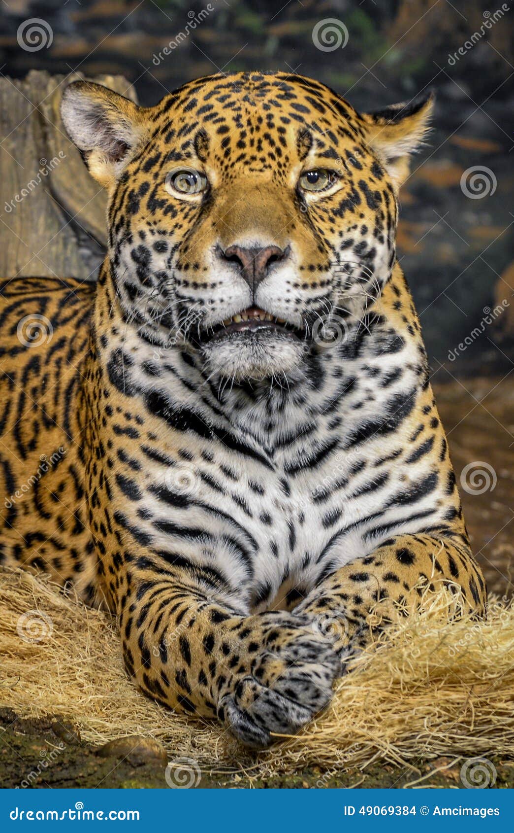Cheetah Facing Forward Staring Stock Photo - Image of spots, close ...