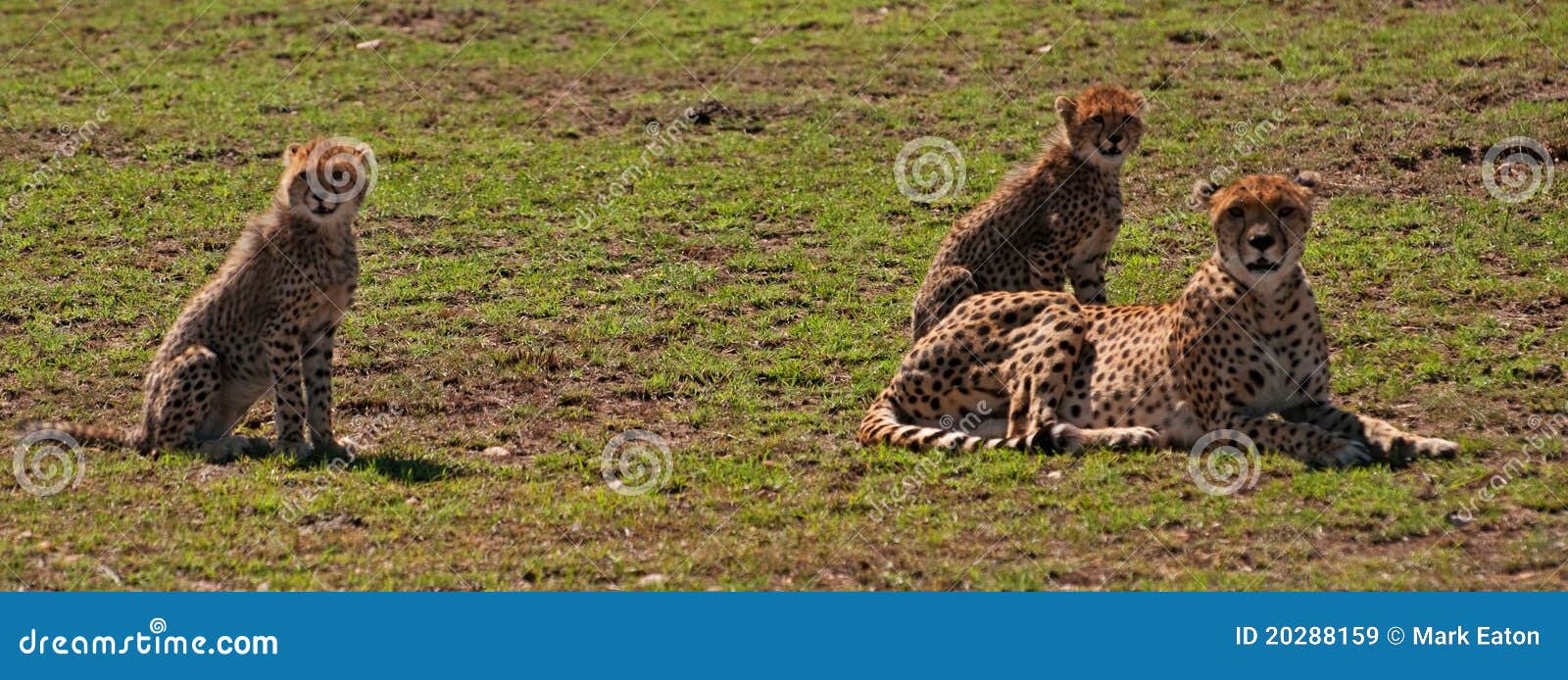 Cheetah Family Group stock image. Image of cheetahs, game - 20288159