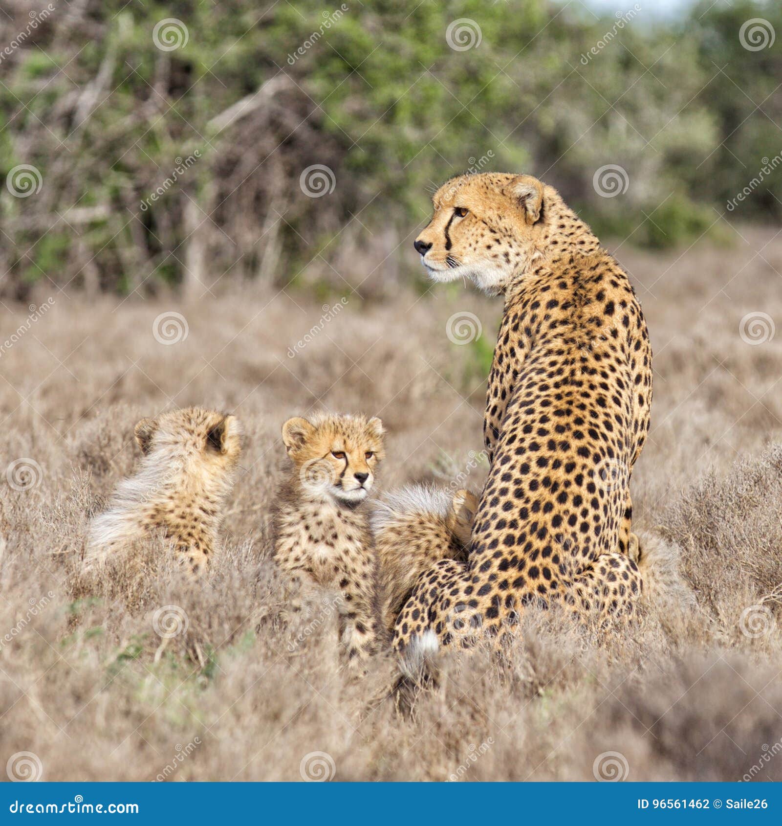 Cheetah stock photo. Image of wild, group, cheetah, family - 96561462