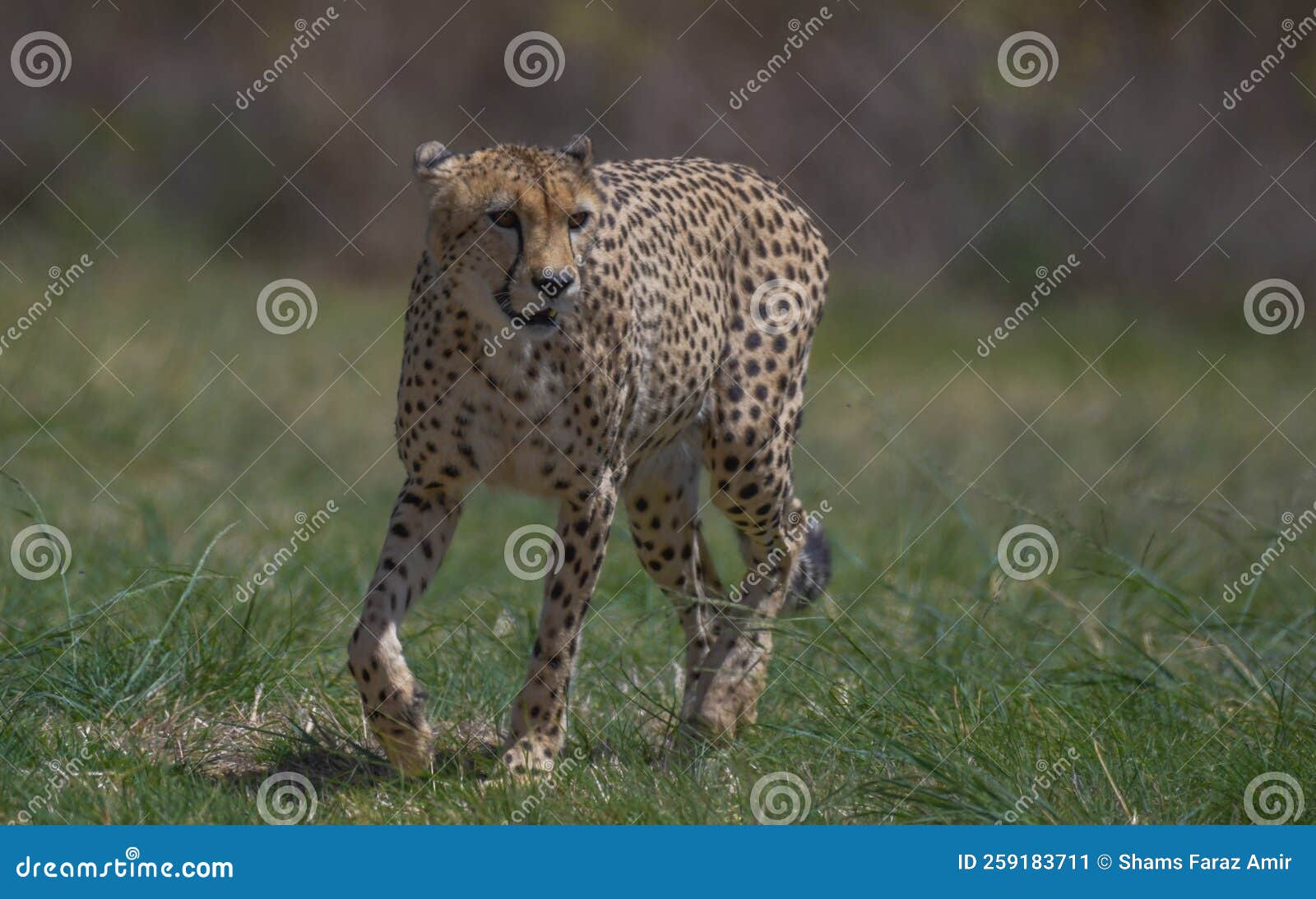 Cheetah the Fastest Animal on the Planet Stock Image - Image of ...