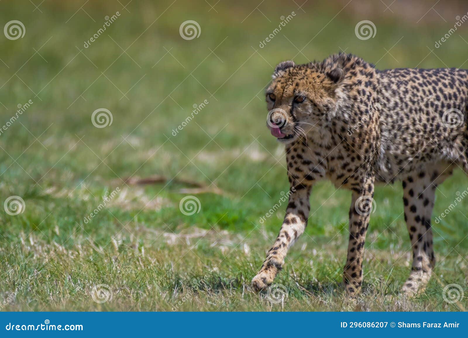 Cheetah the Fastest Animal on the Planet Stock Image - Image of spot ...