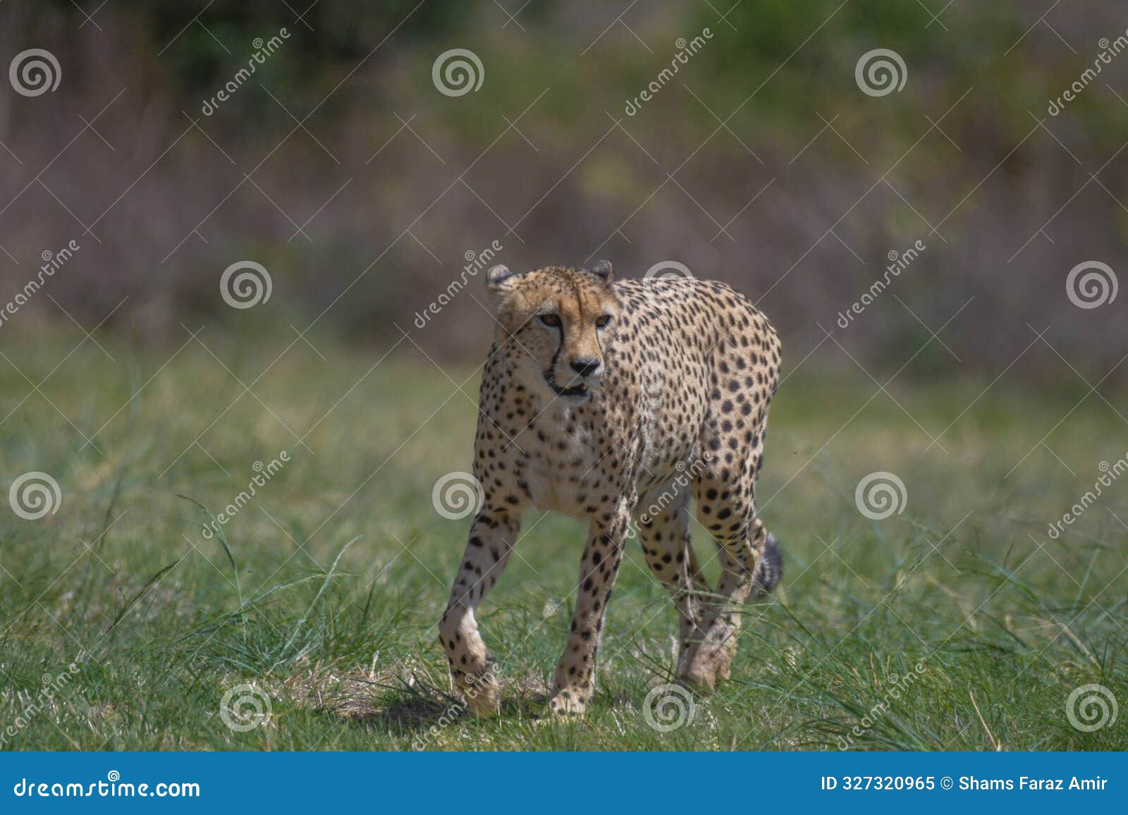 Cheetah the Fastest Animal on the Planet Stock Image - Image of nature ...