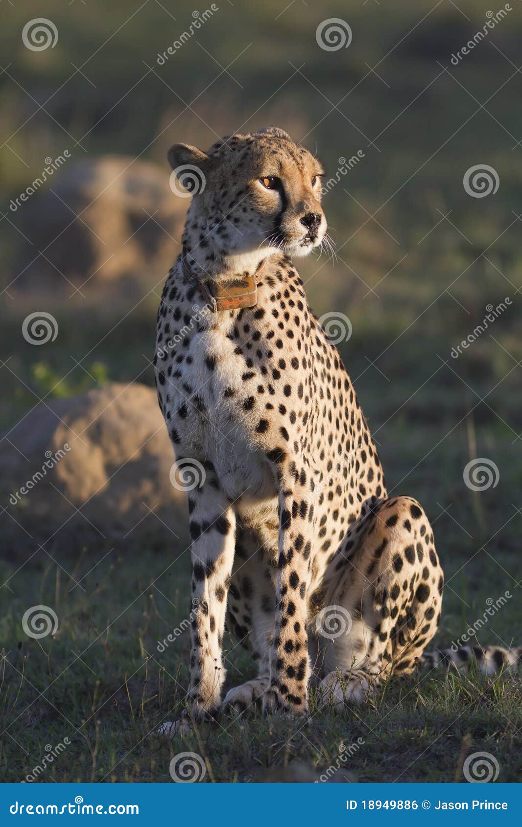 Cheetah female stock photo. Image of nature, large, cape - 18949886