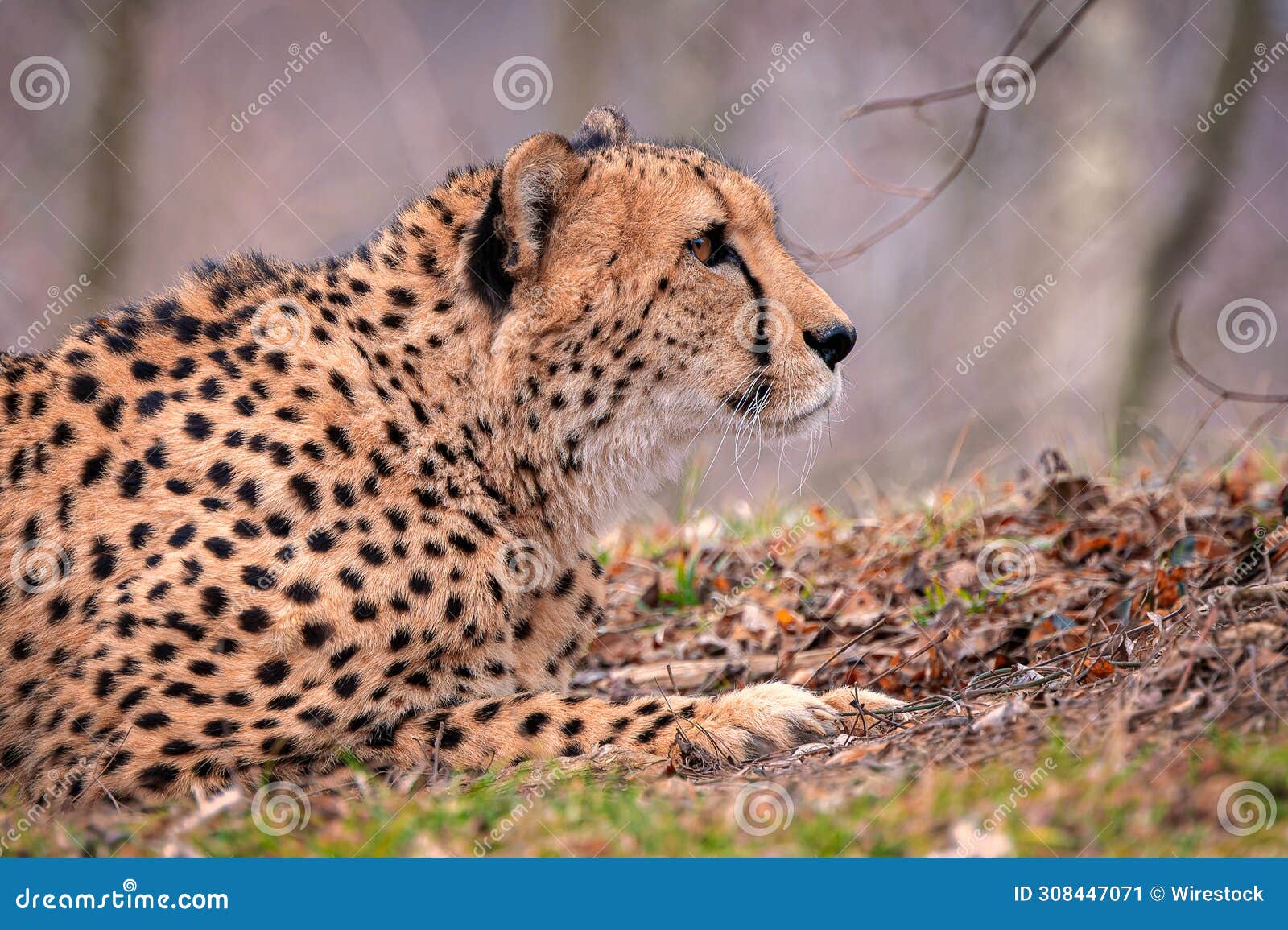 Cheetah in a Field Observing the Surroundings Stock Image - Image of ...