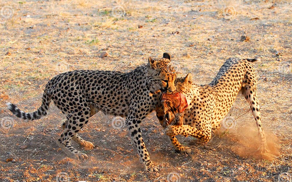 Cheetah fight stock image. Image of fight, bites, yellow - 7093387