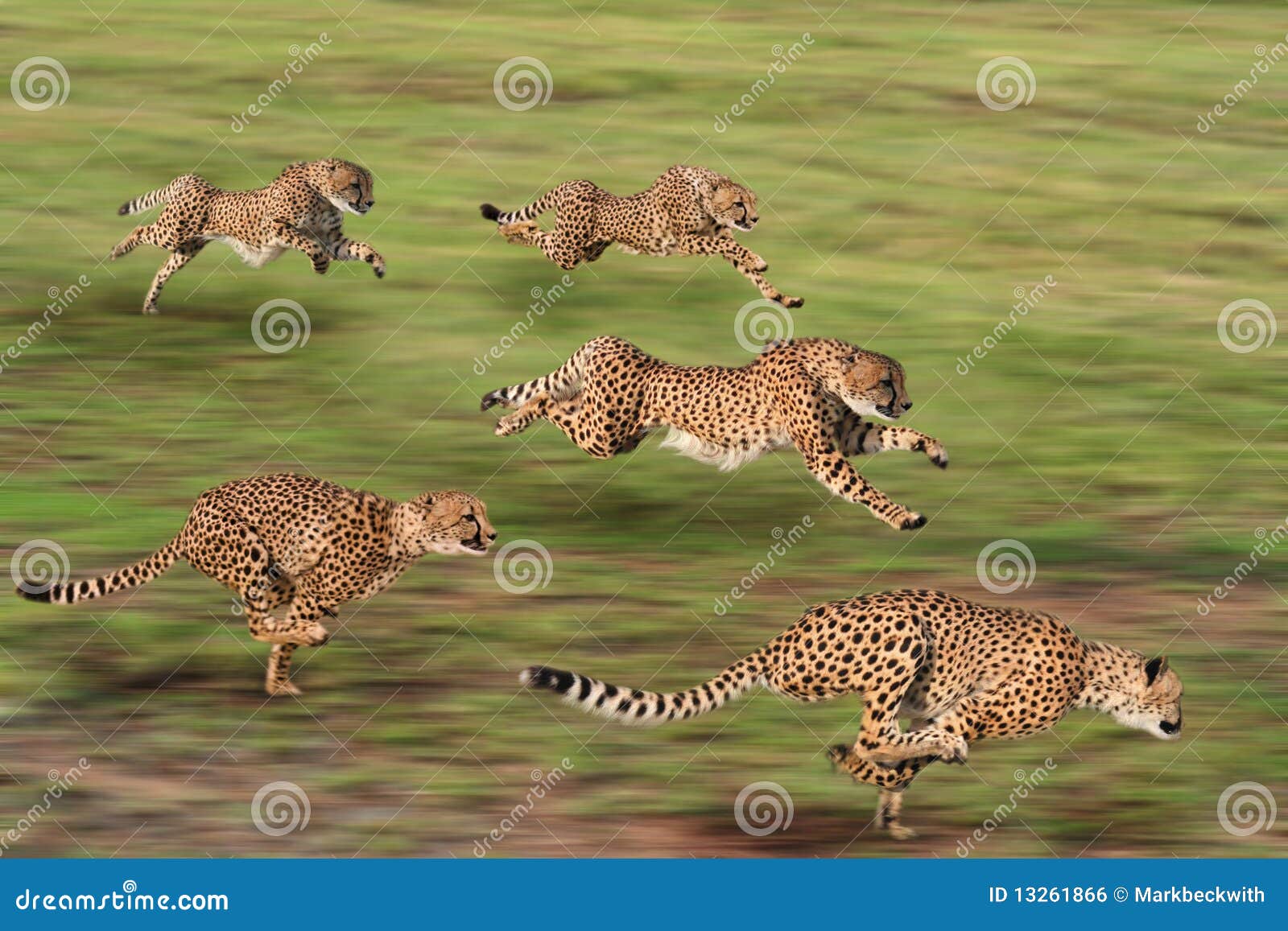 Cheetah five stock photo. Image of mammal, agile, jubatus - 13261866