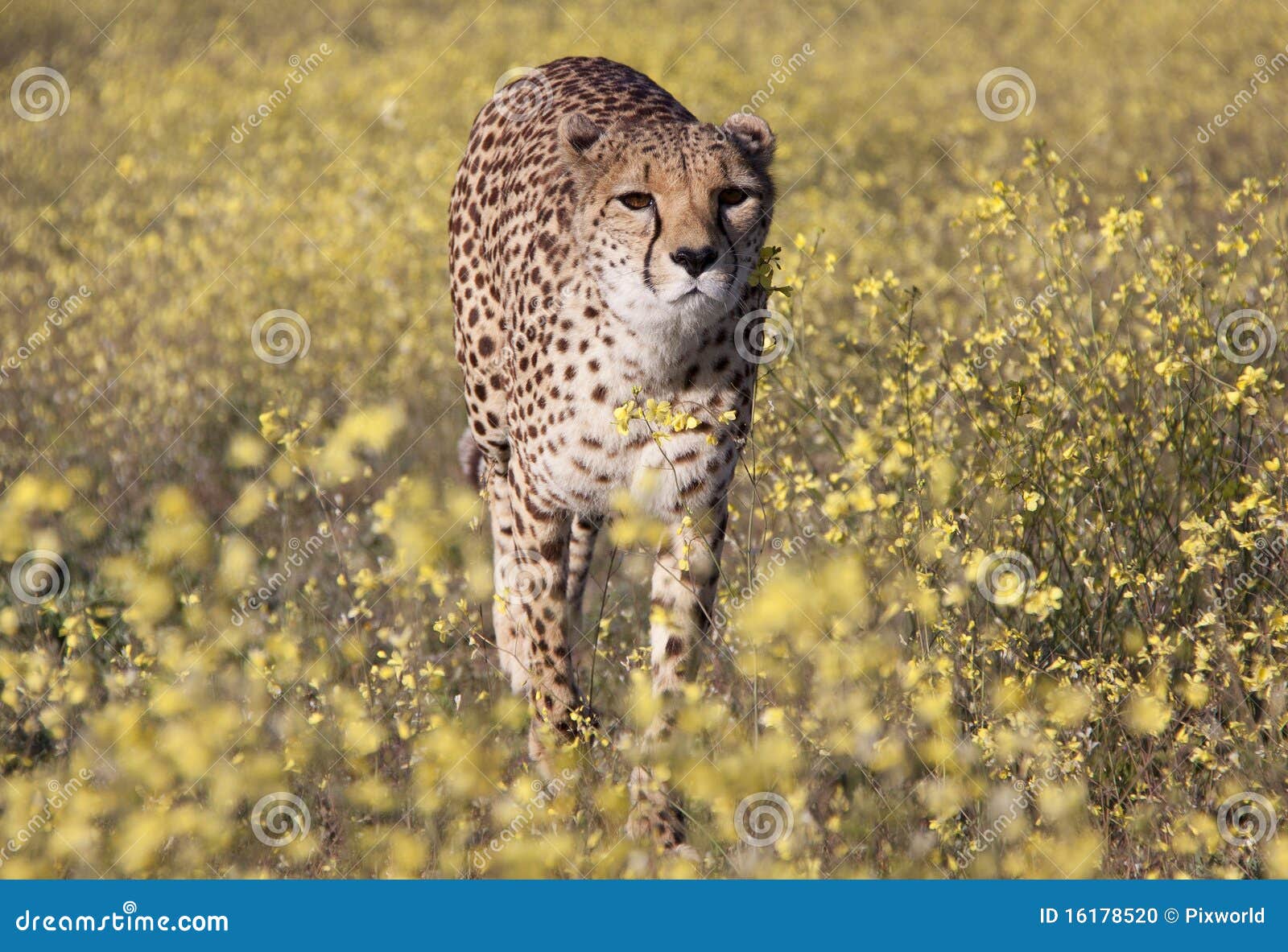 Cheetah between flowers stock photo. Image of power, tanzania - 16178520