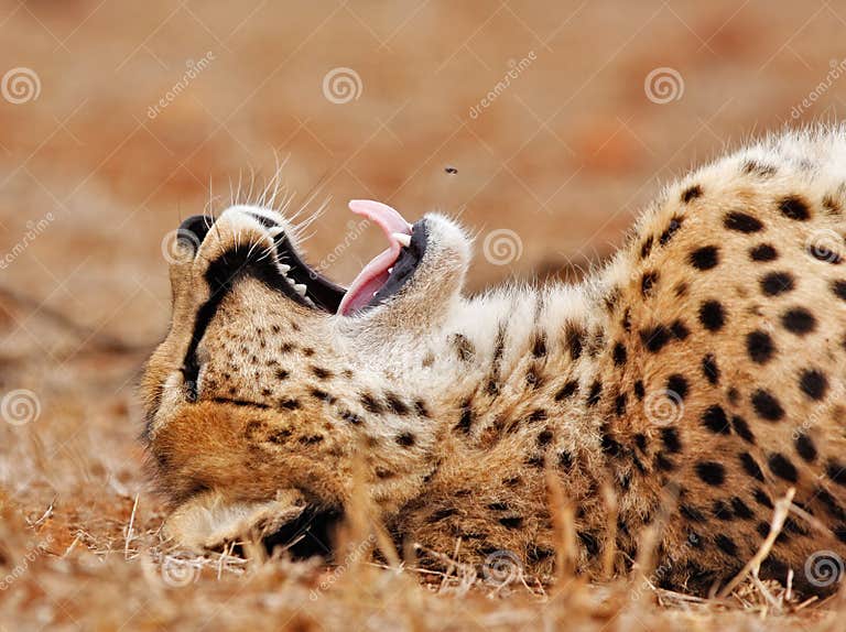 Cheetah and the fly stock photo. Image of safari, hunter - 25690200