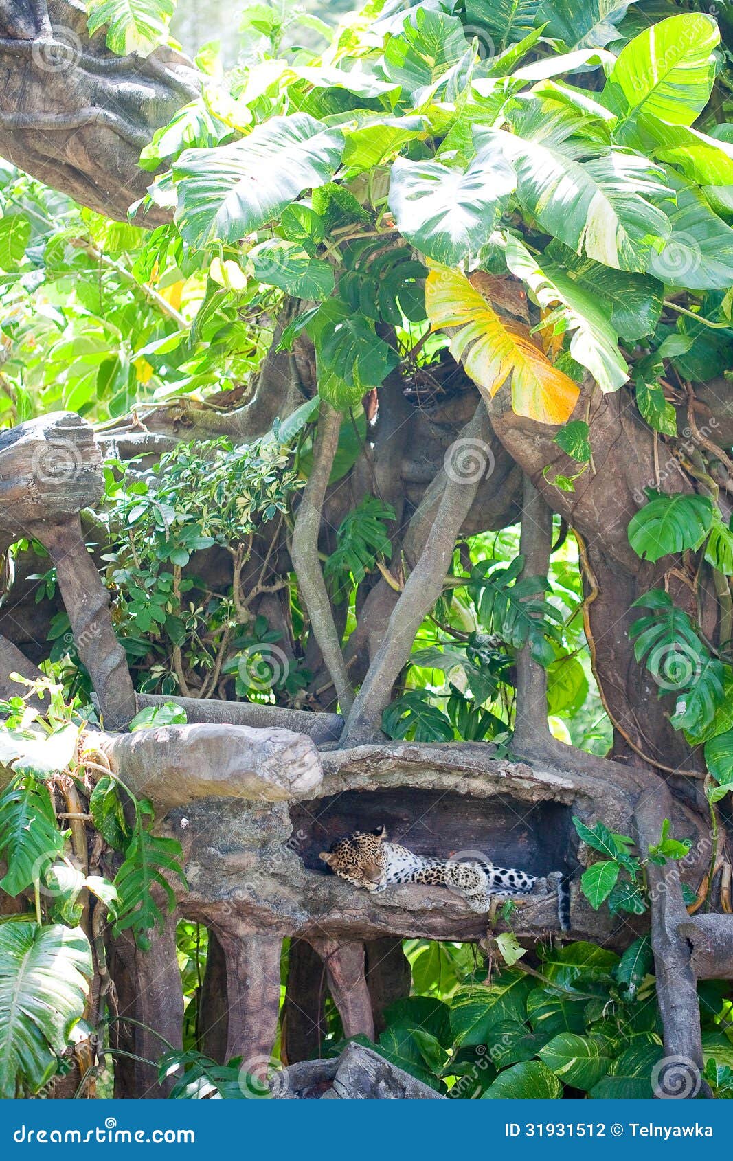 Cheetah in the forest stock photo. Image of forest, carnivore - 31931512