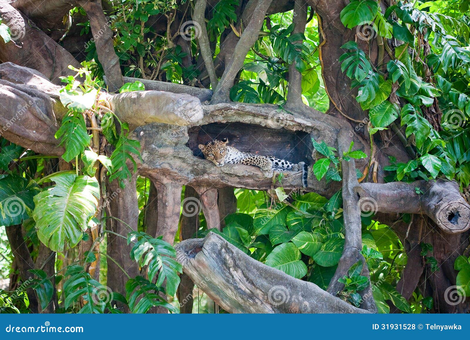 Cheetah in the forest stock photo. Image of jungle, feline - 31931528