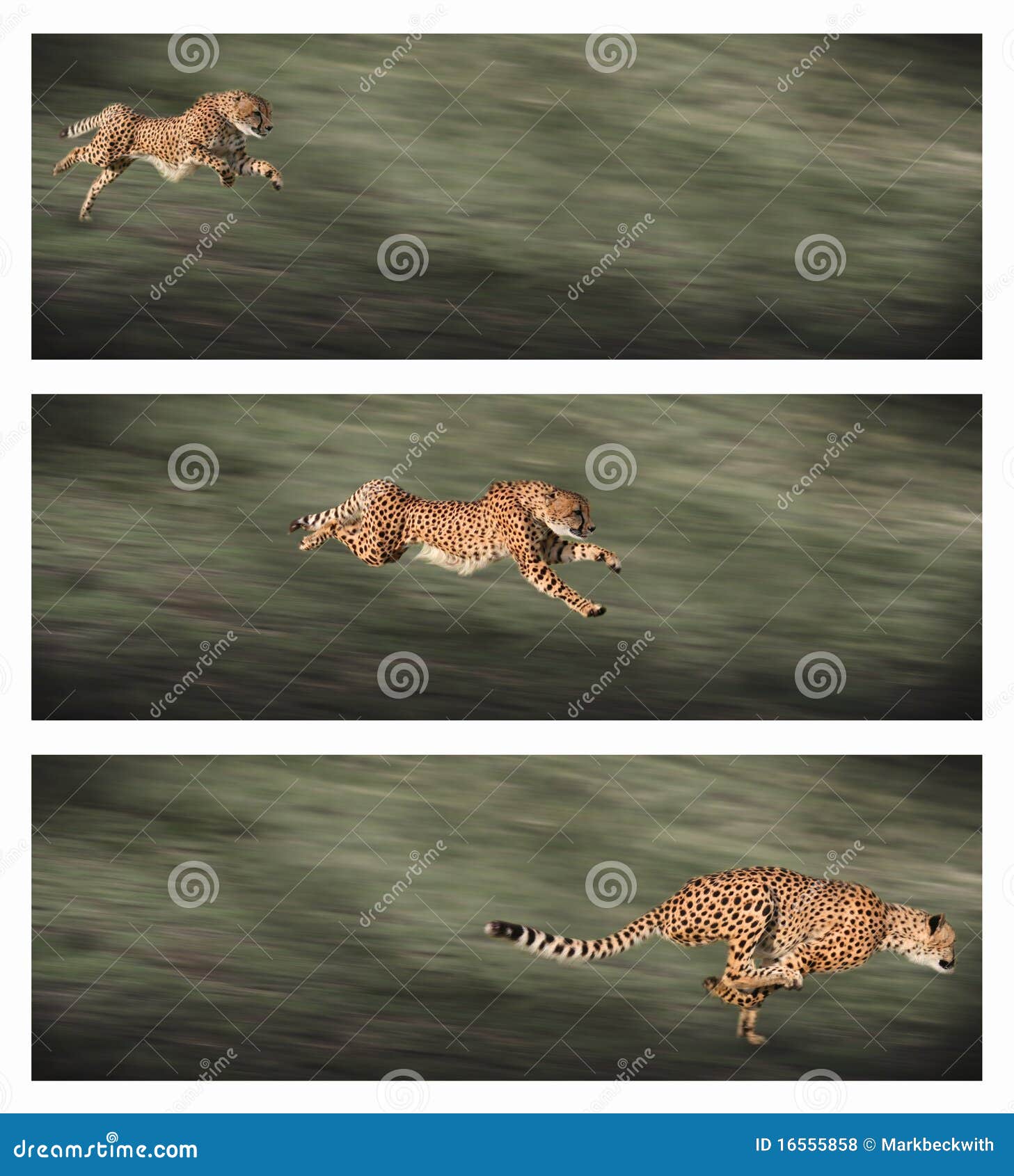 Cheetah frames stock photo. Image of felidae, aggressive - 16555858