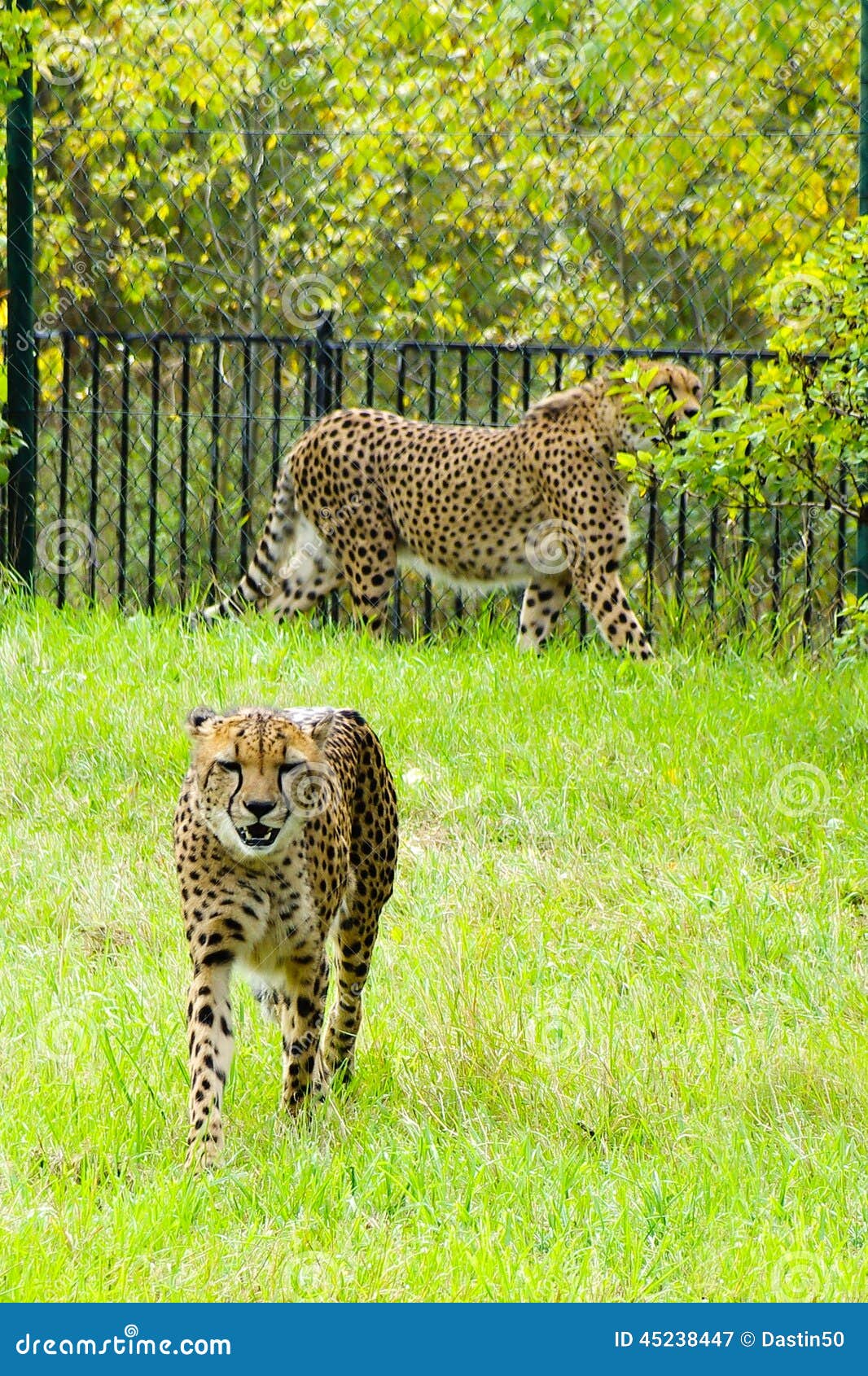 Cheetah, Friendly Animals at the Prague Zoo. Editorial Photography ...