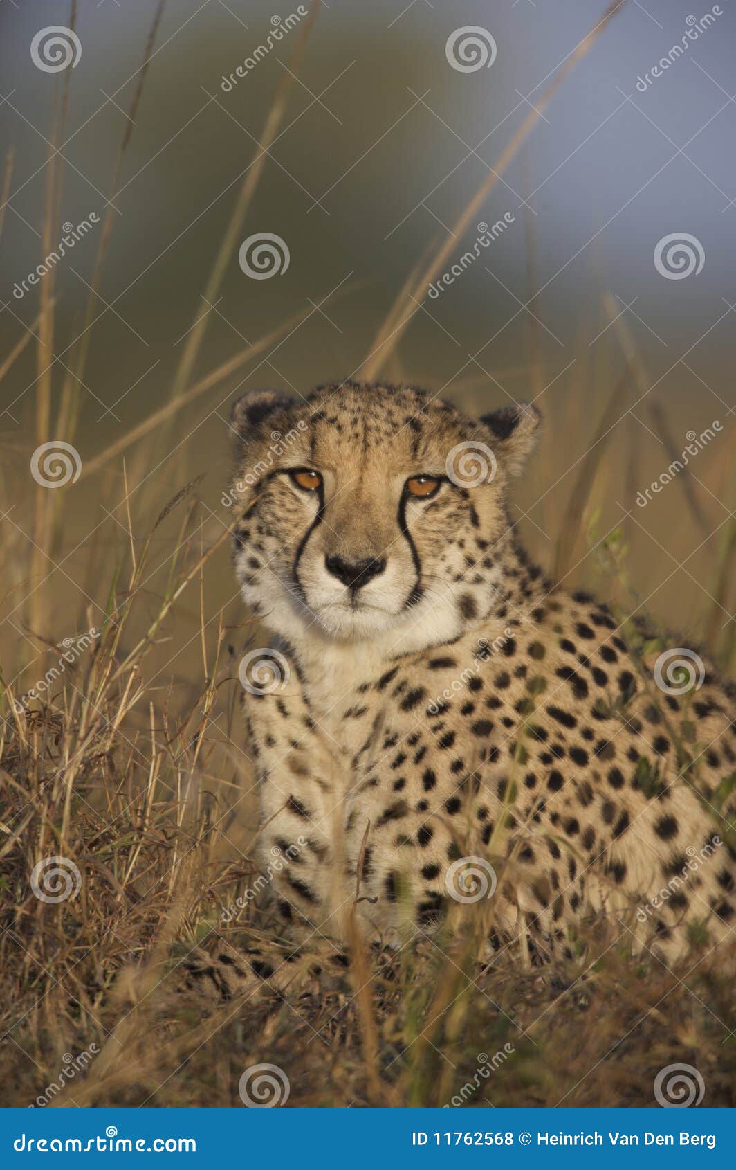 Cheetah from front stock photo. Image of bush, cheetah - 11762568