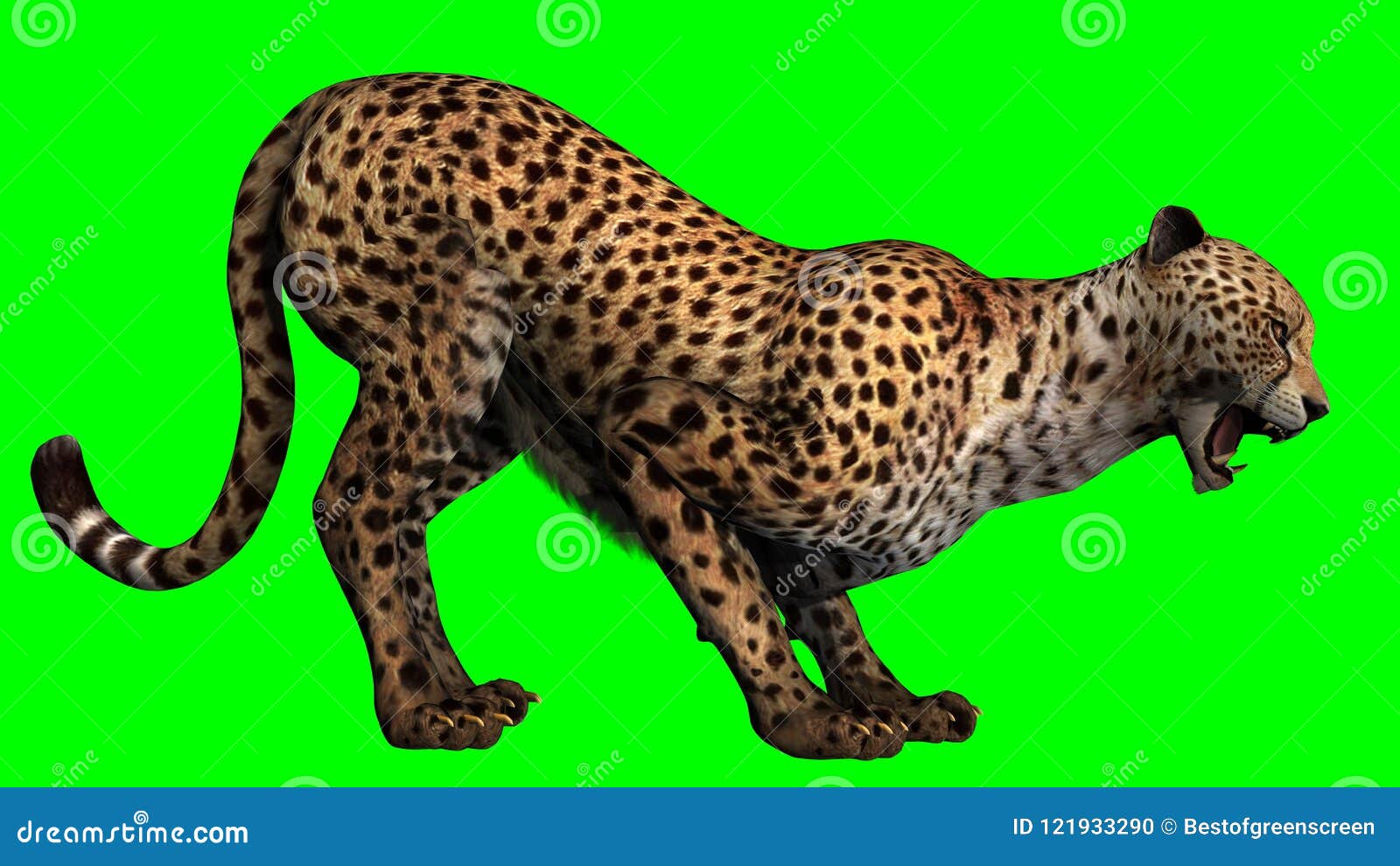 Cheetah in Front on a Green Background Stock Photo - Image of jumping ...