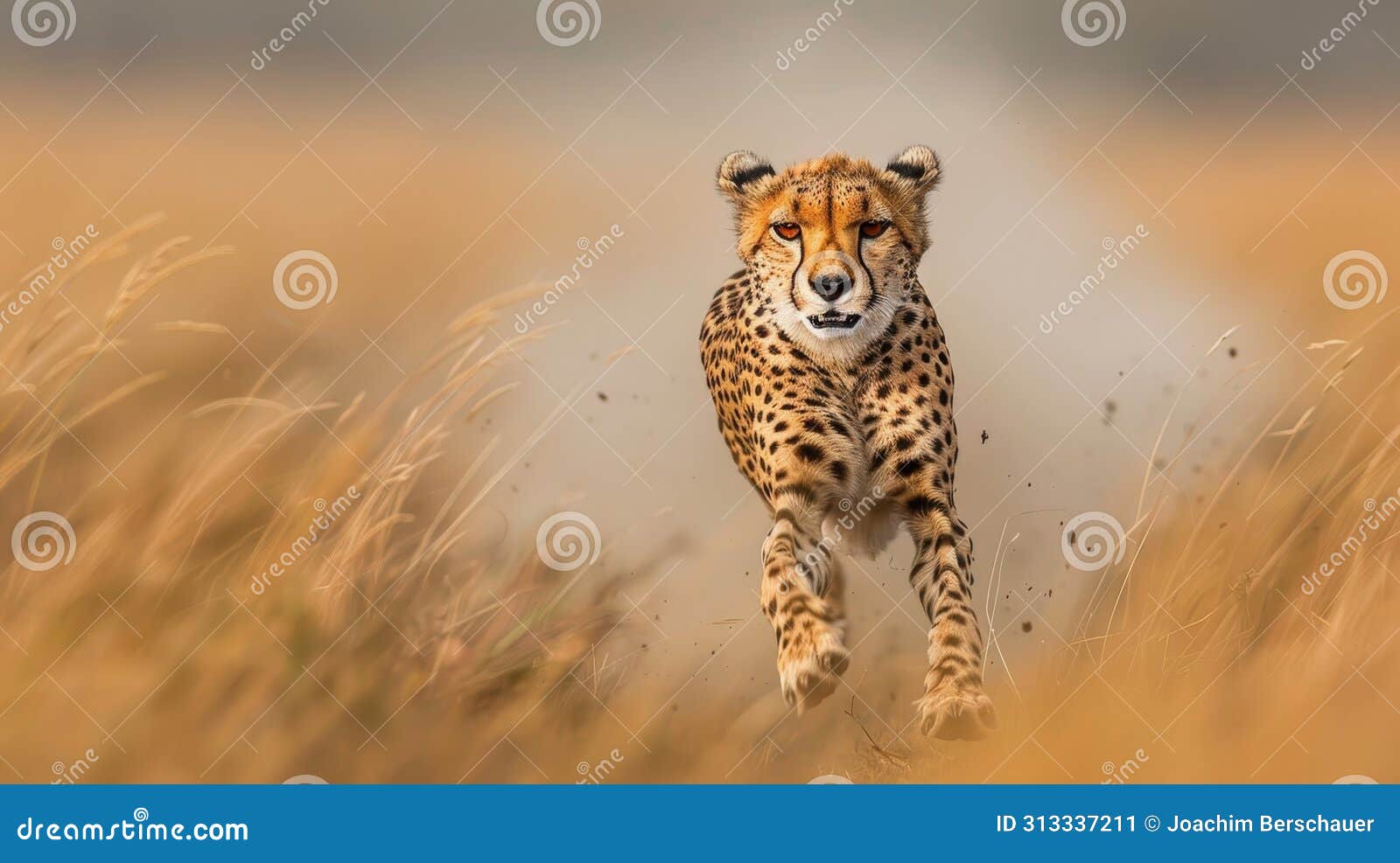 Cheetah In Stride: Across The African Savanna, Dust Billowing Under ...