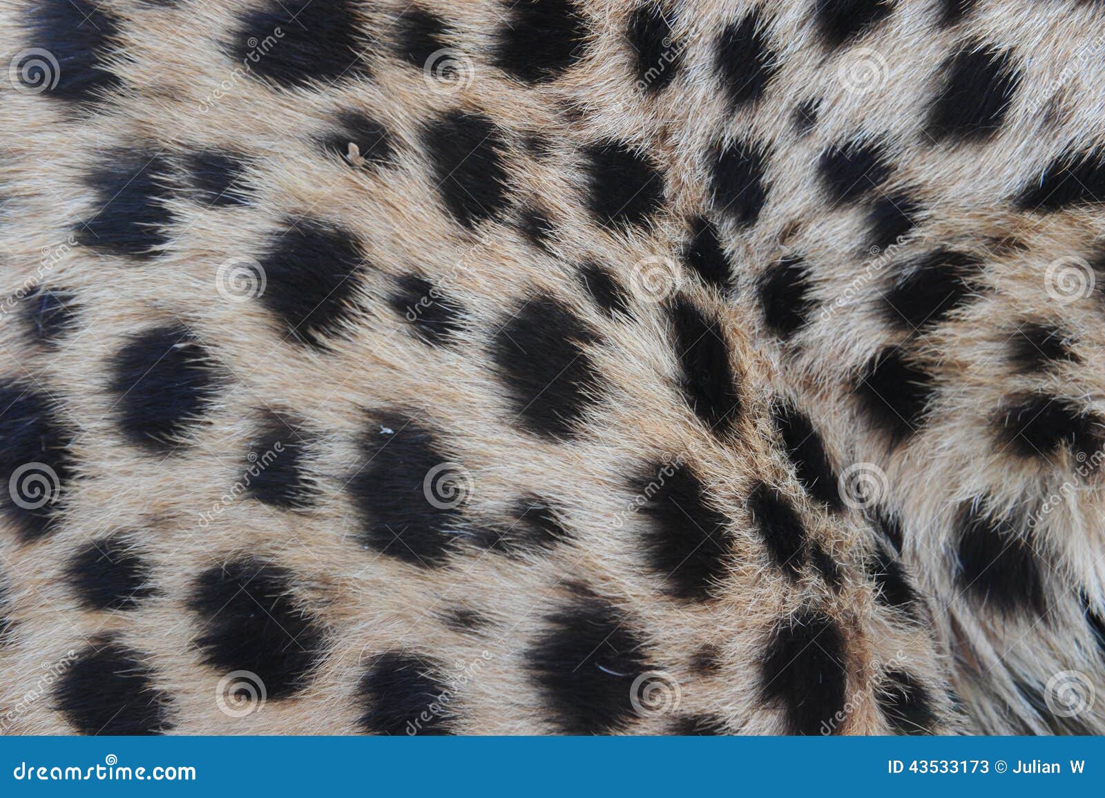 Cheetah fur pattern stock image. Image of nature, hair - 43533173